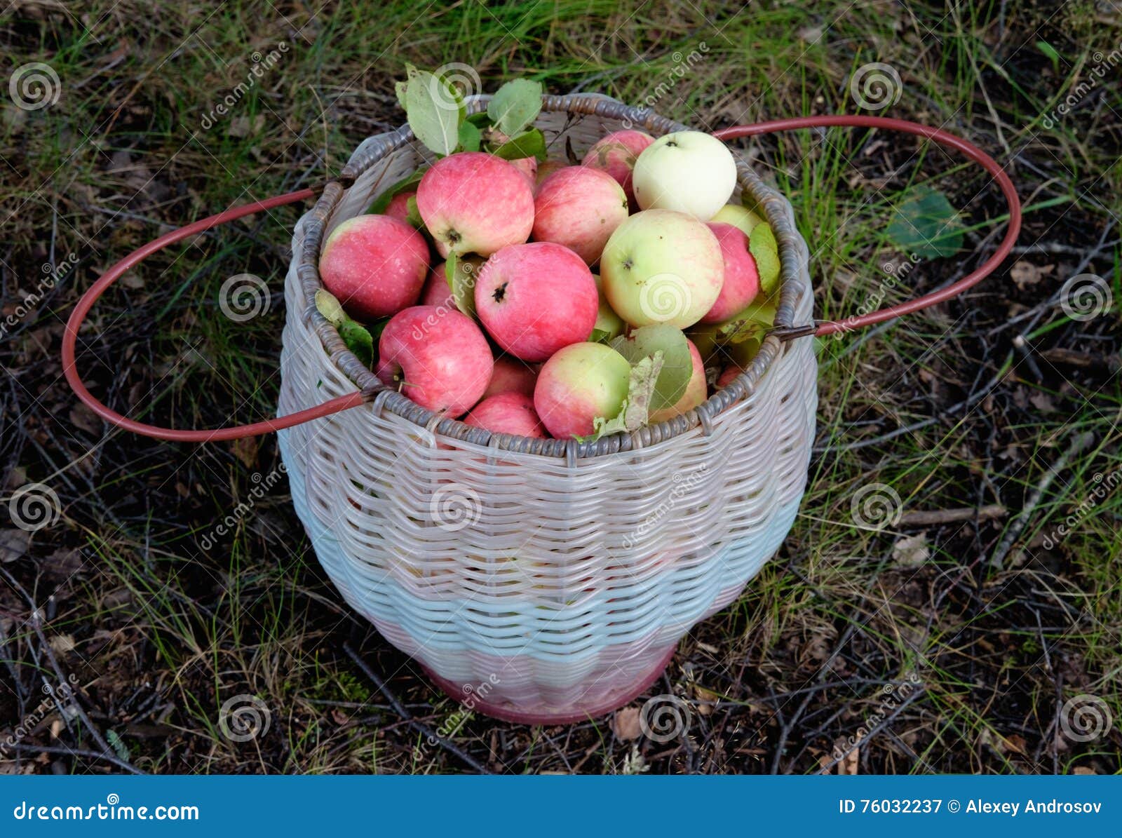 Basket with red apples stock image. Image of vitamins - 76032237