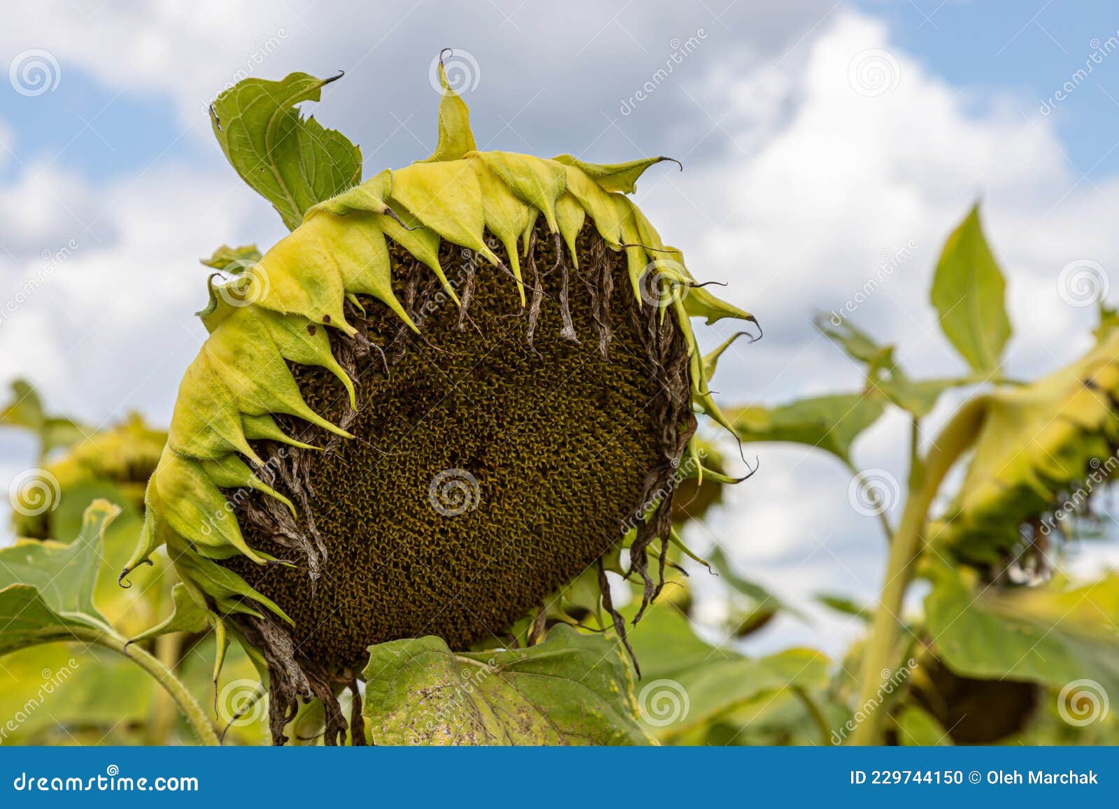 A Basket of Ripe Sunflower on the Field Stock Photo - Image of harvest ...