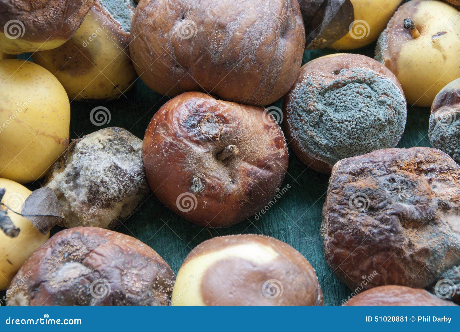 Basket of Rotten Apples stock image. Image of fungus - 51020881