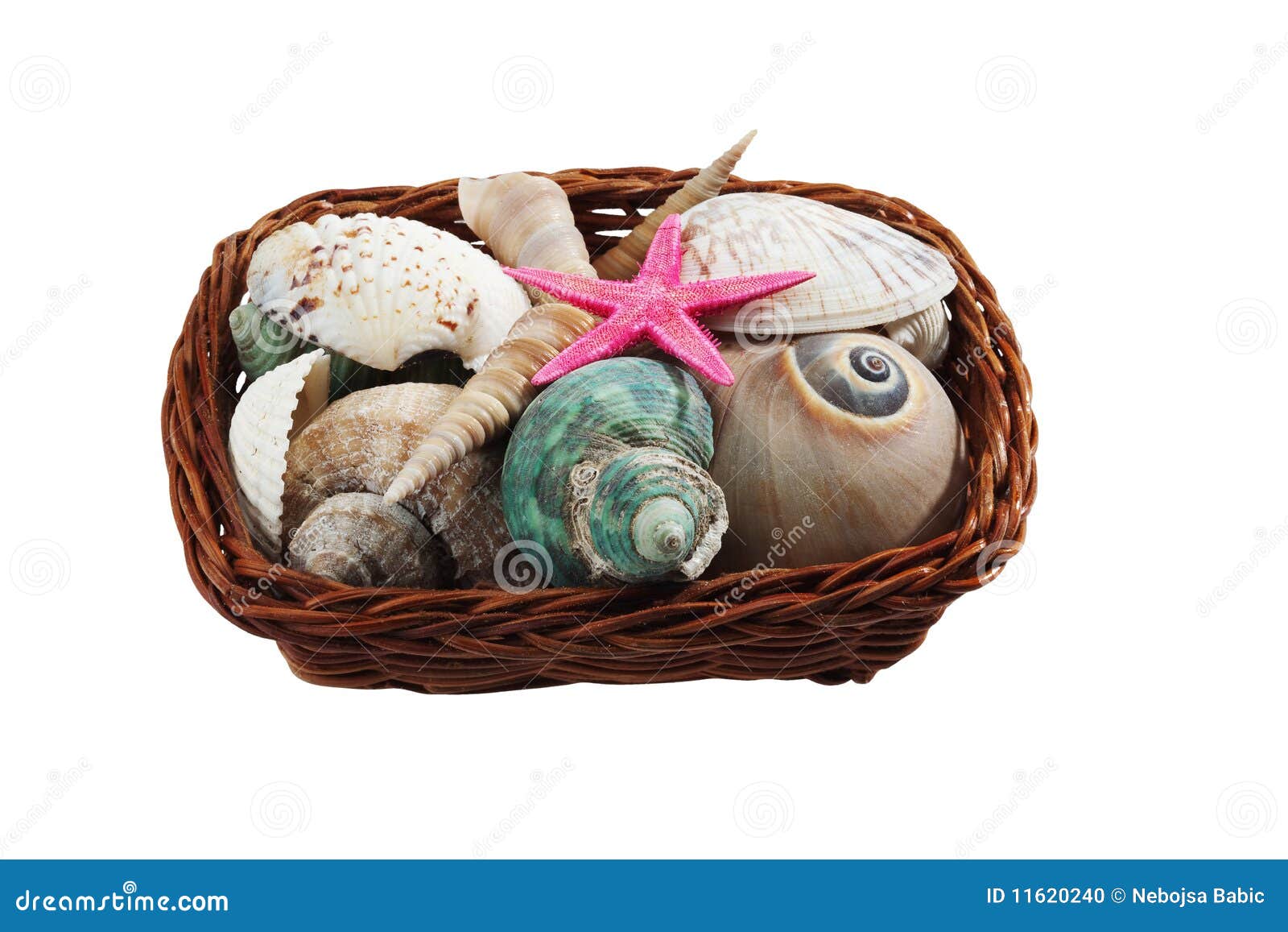 Basket of sea shells stock photo. Image of basket, animal - 11620240