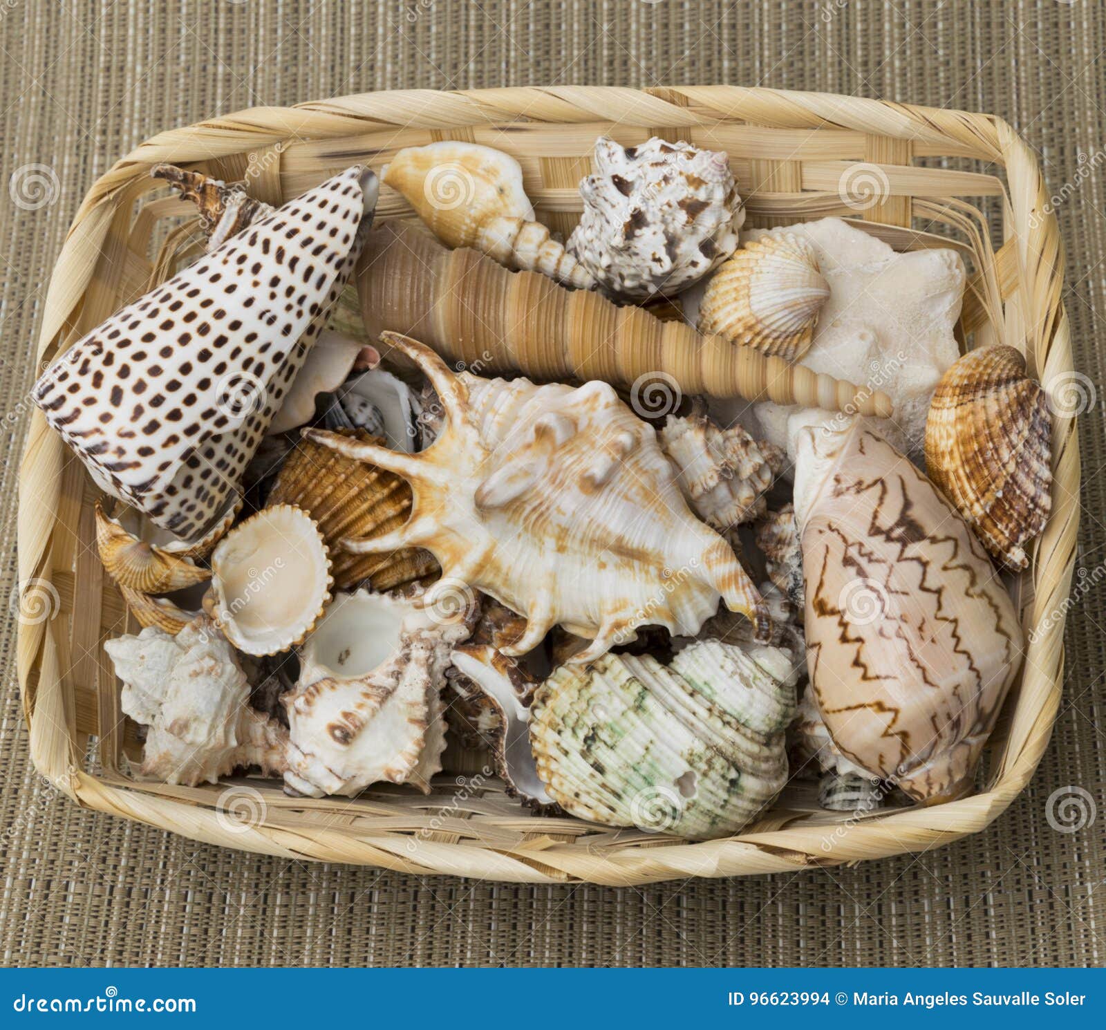 Basket with seashells. stock photo. Image of basket, collect - 96623994