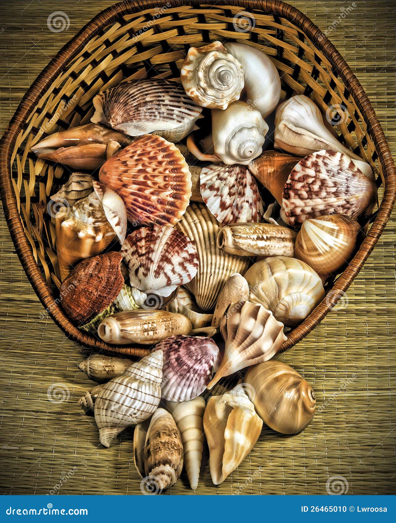 Basket of Shells stock photo. Image of ocean, shells - 26465010