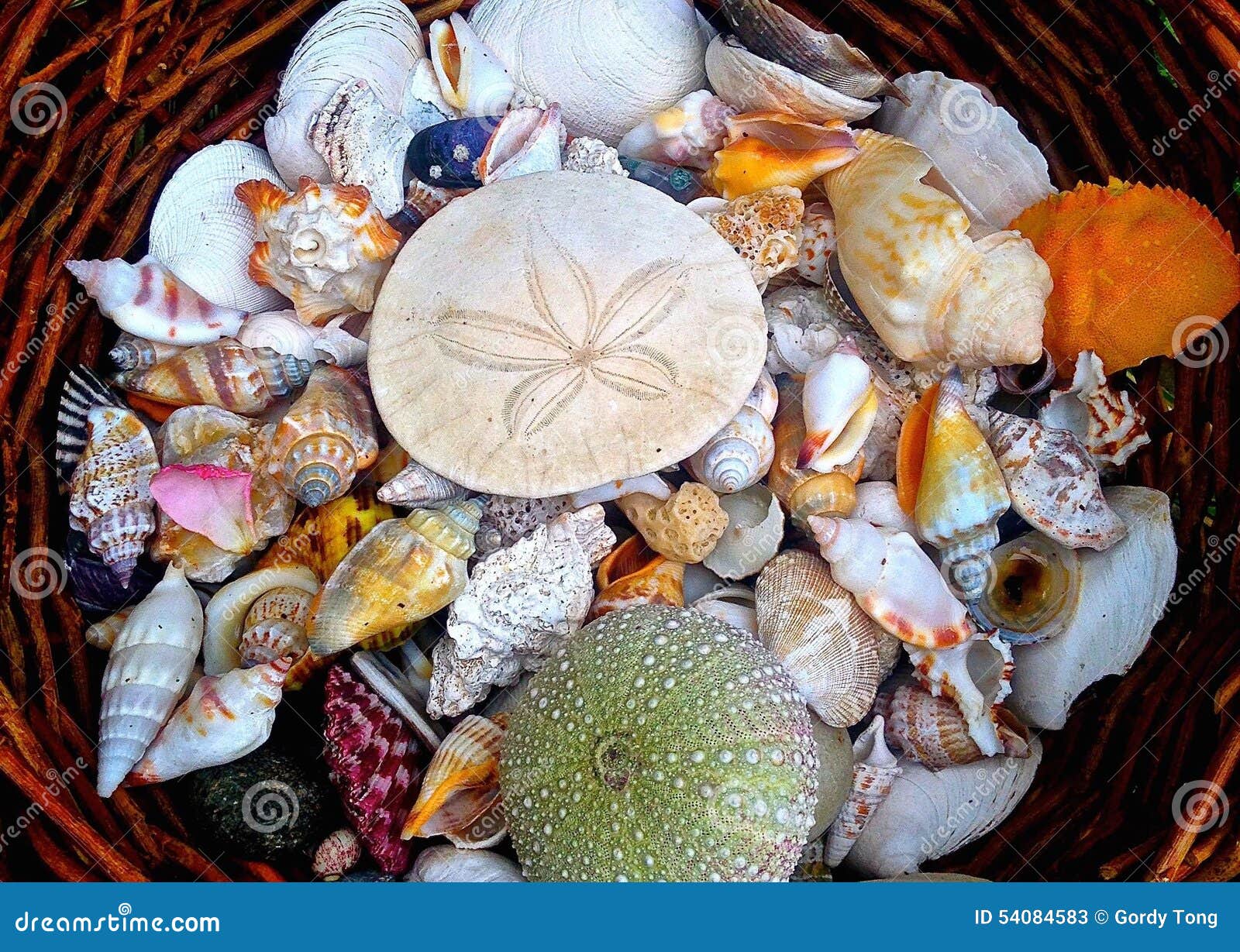 Basket of shells in garden stock image. Image of vancouver - 54084583