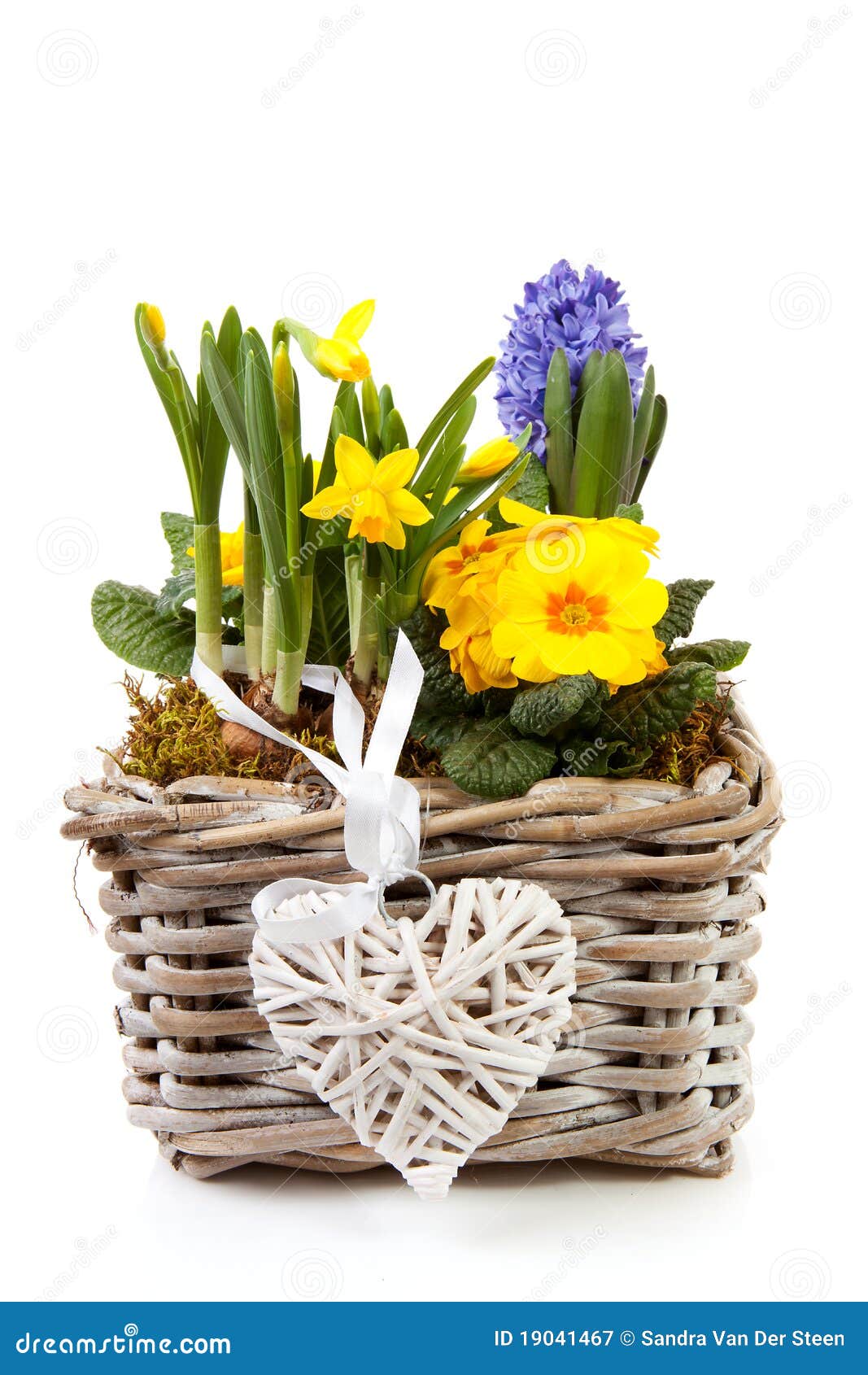 Basket spring flowers stock image. Image of yellow, primula - 19041467