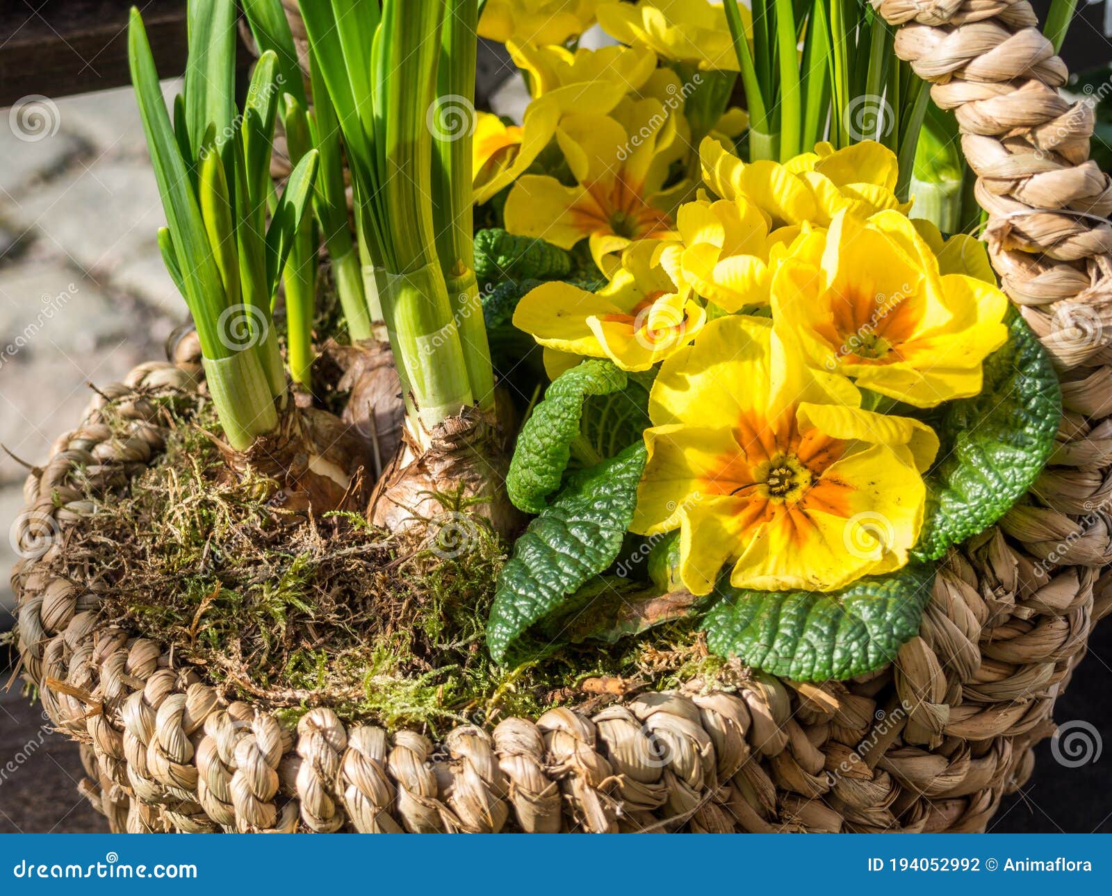 Basket with Yellow Spring Primroses Stock Photo - Image of flowering ...