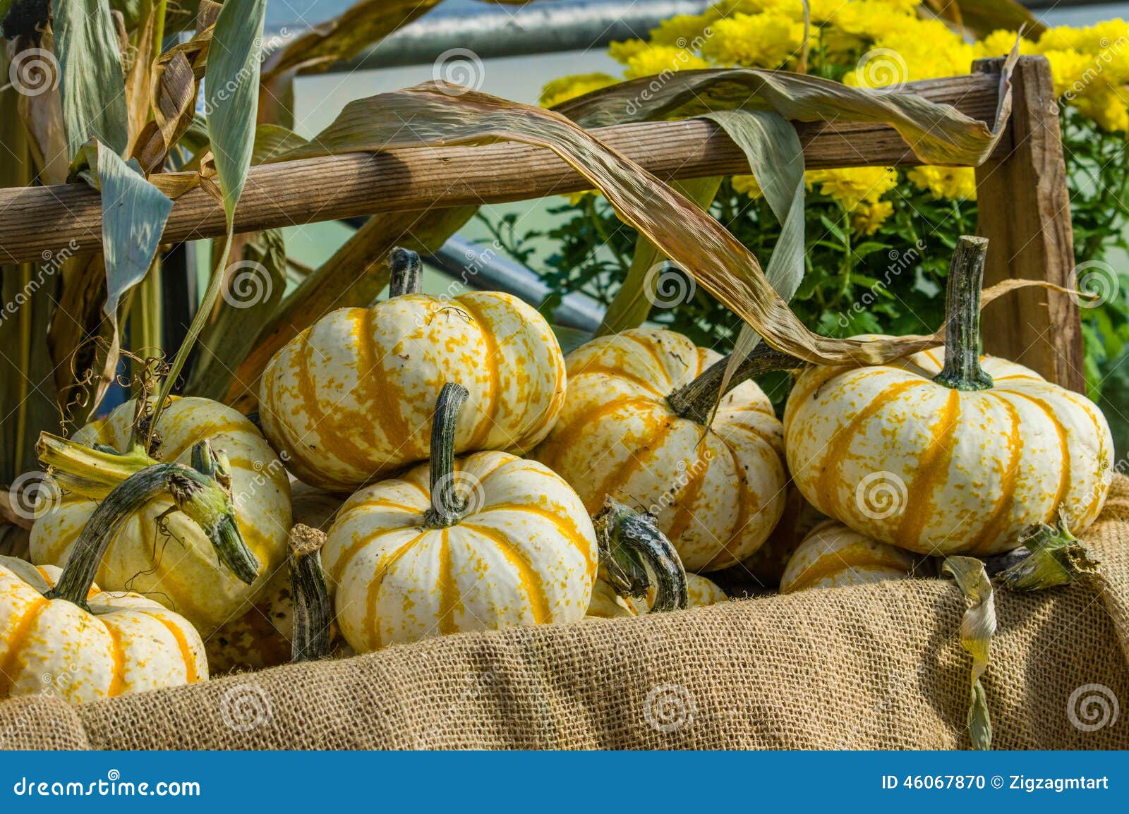 Basket of Squash on Display Stock Photo - Image of display, agriculture ...