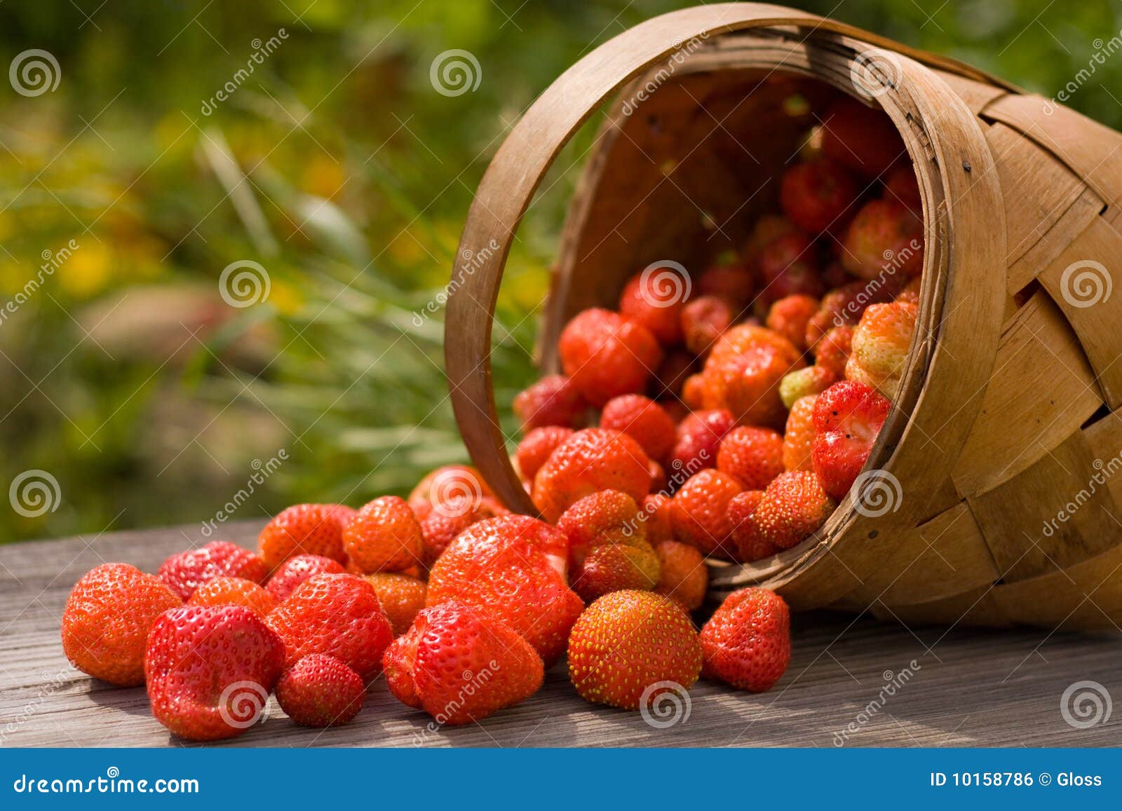 Basket of the strawberries stock photo. Image of produce - 10158786
