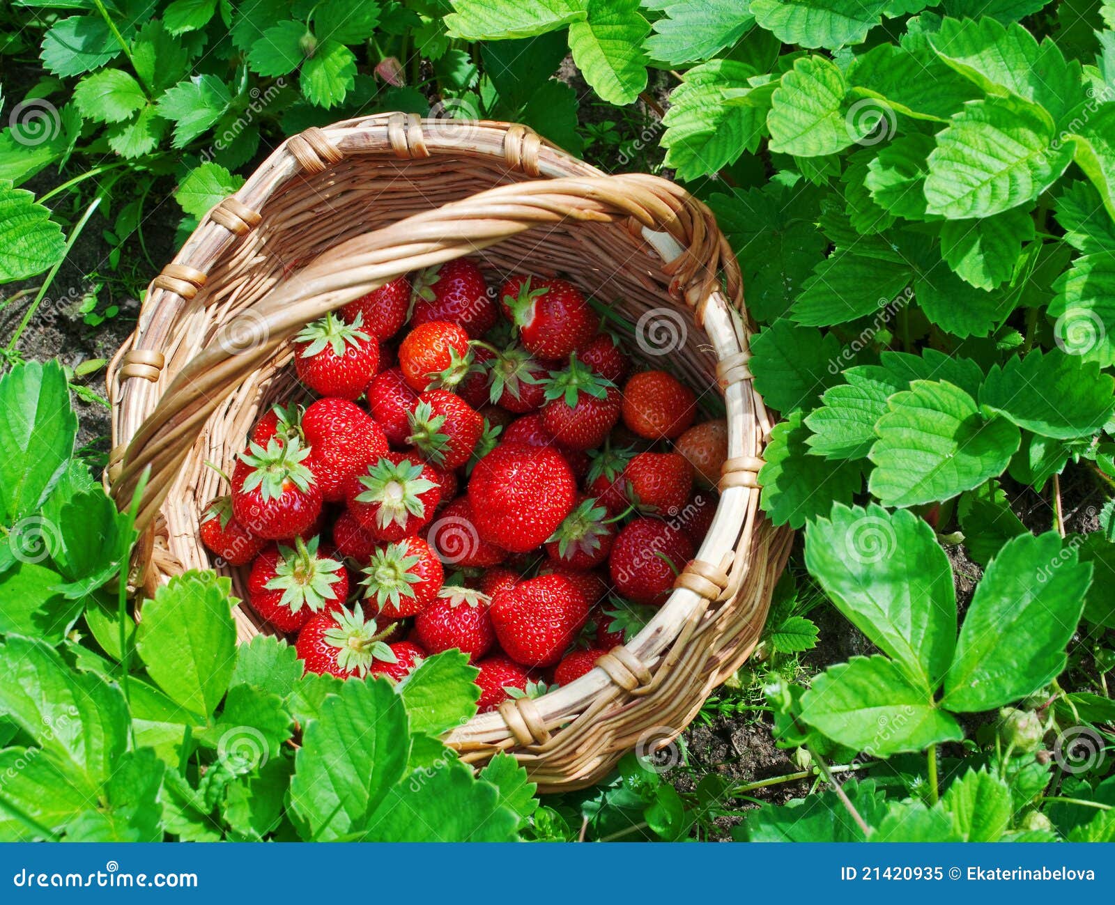 Basket of strawberry stock image. Image of tasty, basket - 21420935