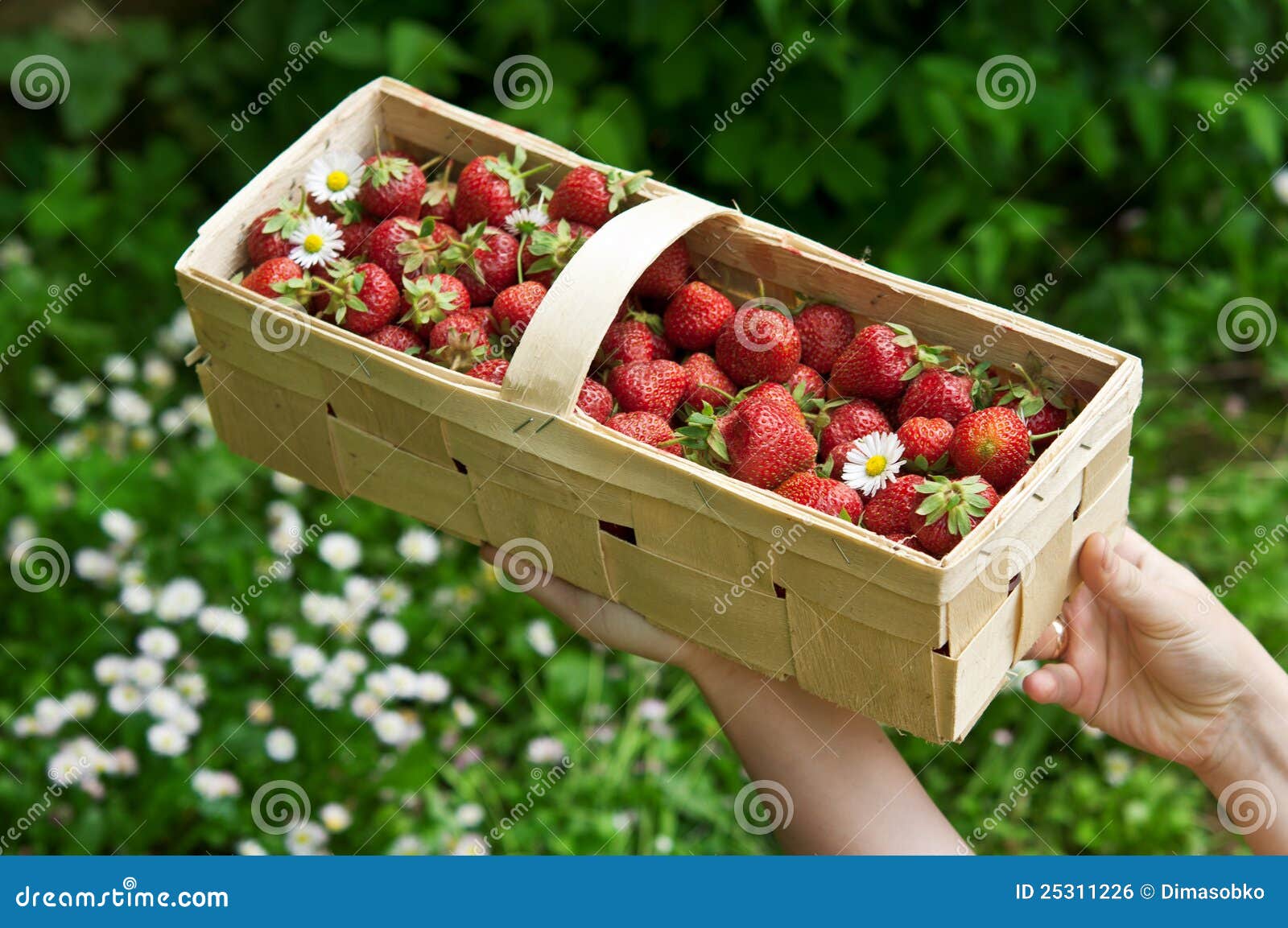 Basket with strawberry stock photo. Image of dessert - 25311226