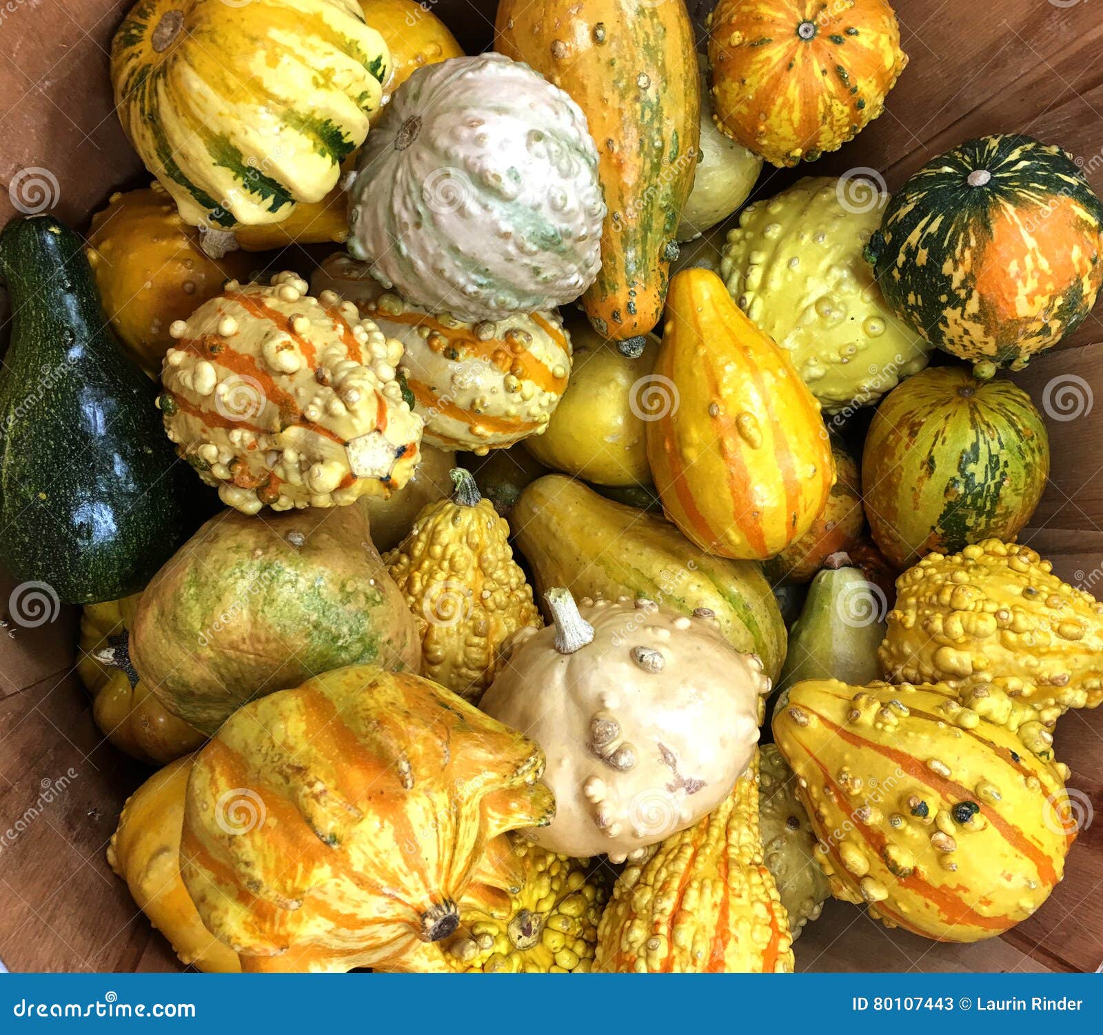 Basket of Summer Squash stock image. Image of cuisine - 80107443
