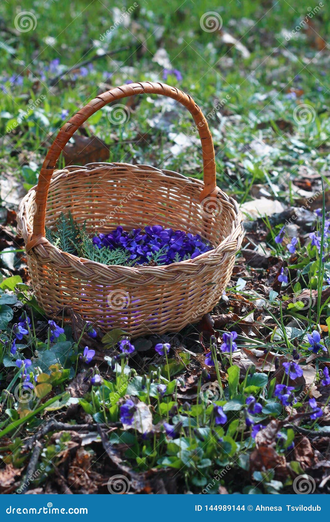 Basket with Violets in the Forest Stock Photo - Image of colorful ...