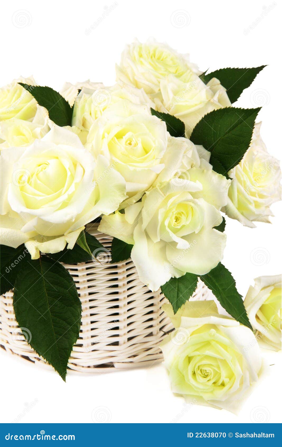 Basket of white roses stock photo. Image of roses, color - 22638070