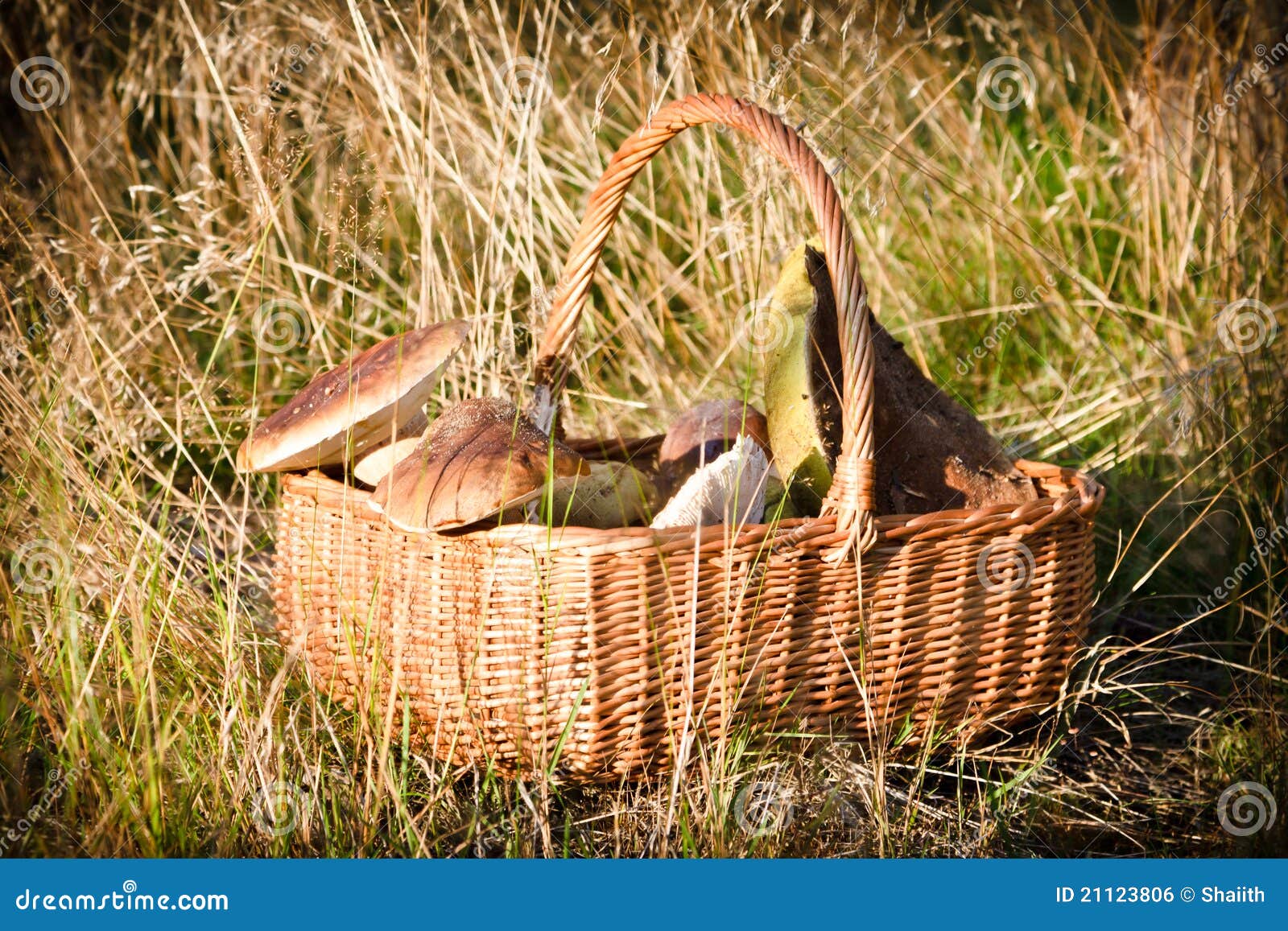 Basket with wild mushrooms stock photo. Image of bolete - 21123806