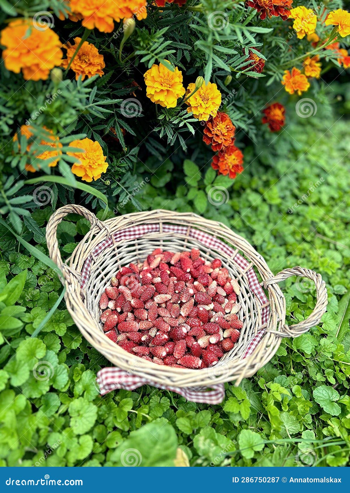 Basket with Wild Strawberries, Fresh Fruit Collected on the Plot Stock ...