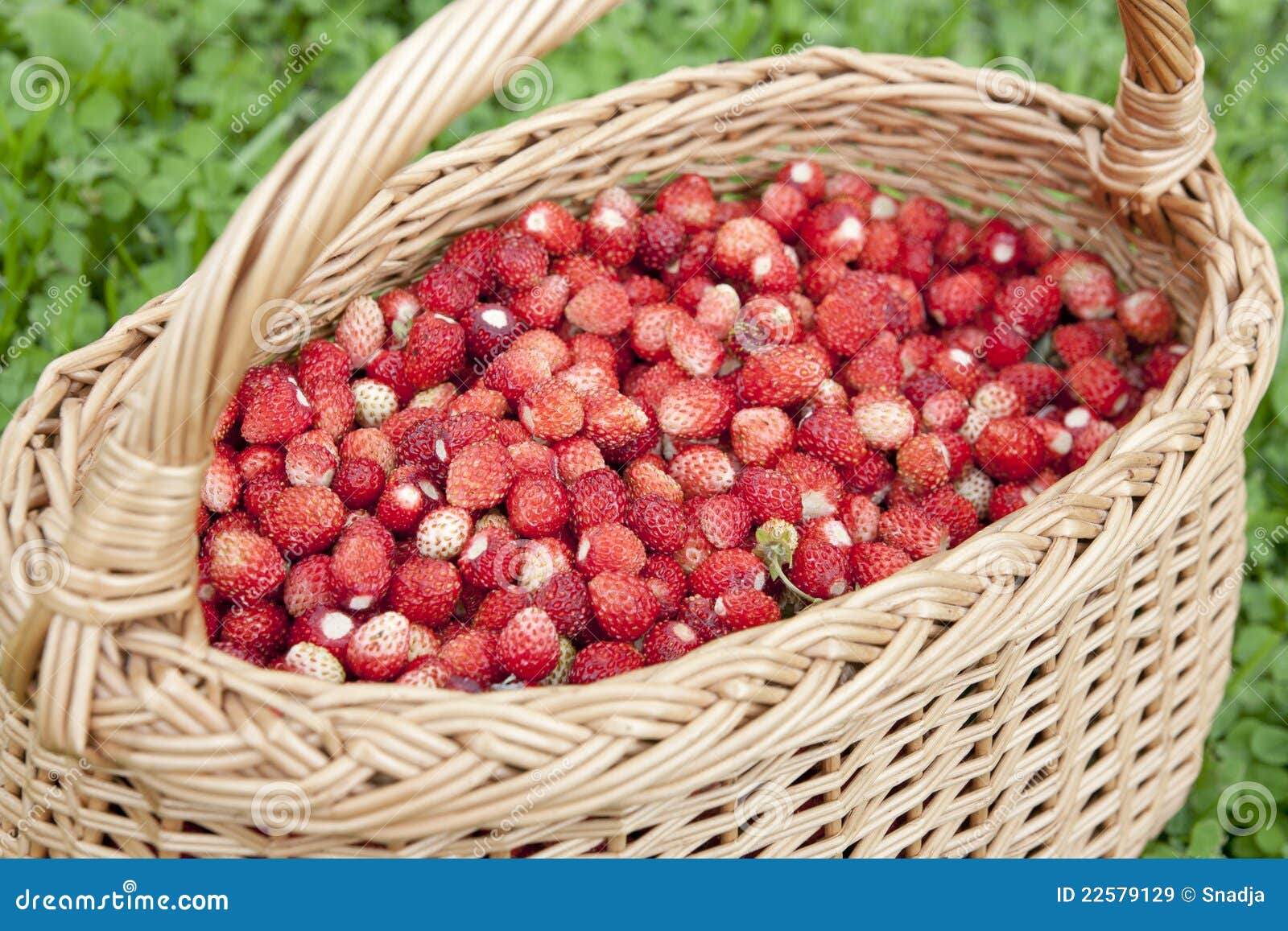 Basket of wild strawberry stock image. Image of full - 22579129