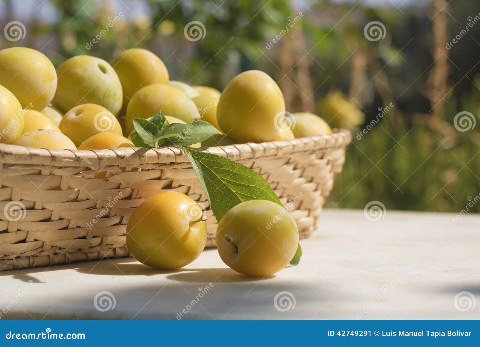 Basket of yellow plums stock image. Image of ingredient - 42749291