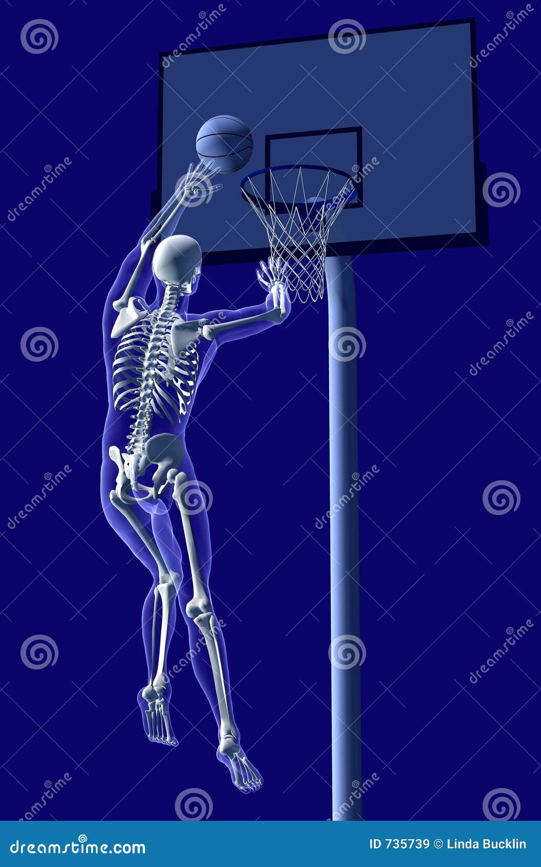 Basketbal-anatomie-1 stock illustratie. Illustration of fysiek - 735739