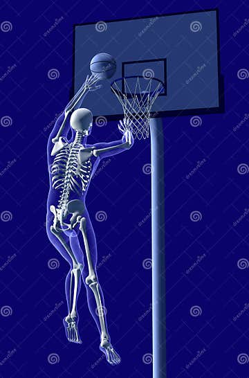 Basketball-Anatomy-1 stock illustration. Illustration of physical - 735739