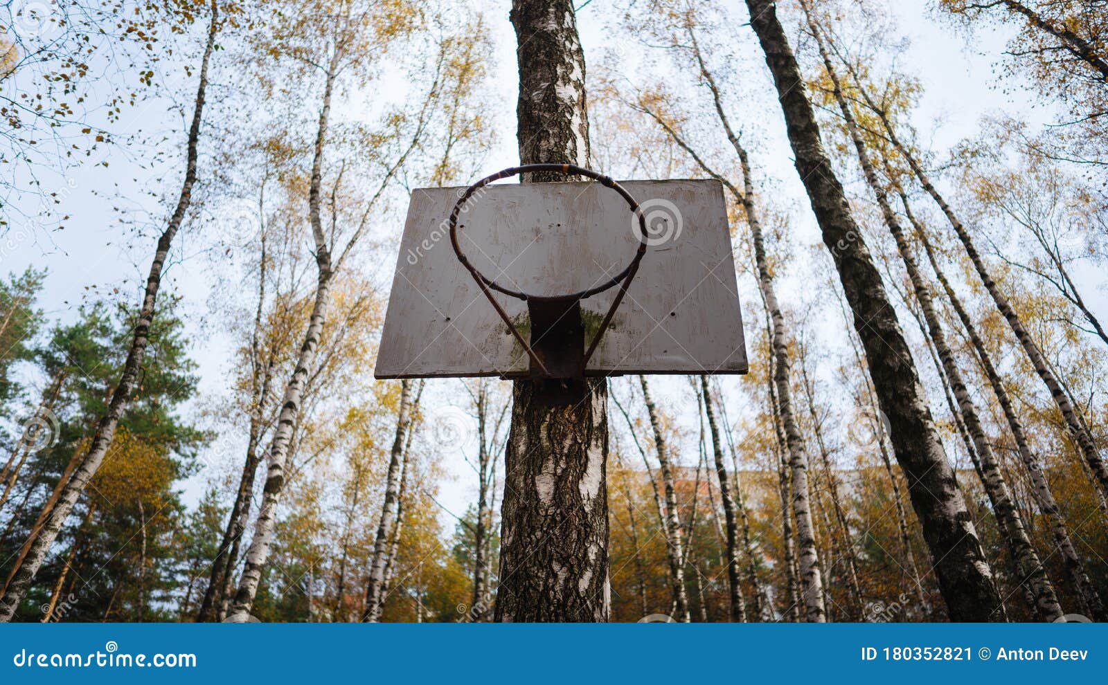 A Basketball Hoop is Nailed To a Tree in the Forest. Stock Image ...