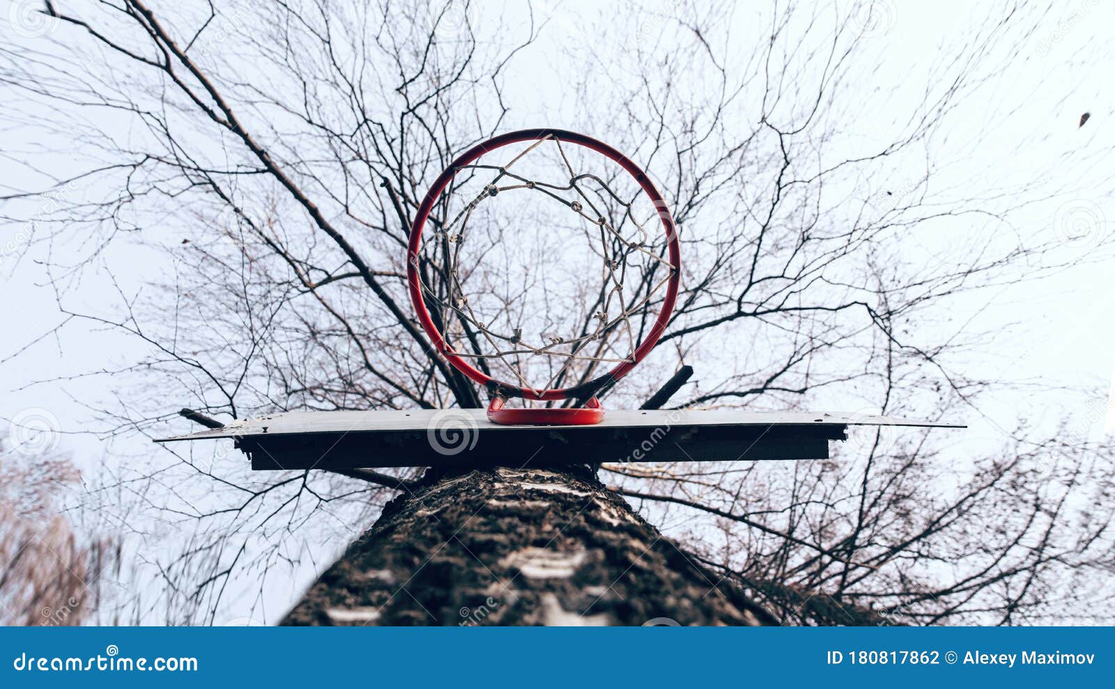 Basketball Ring on a Tree, Red Color with a Net. View from the Bottom ...