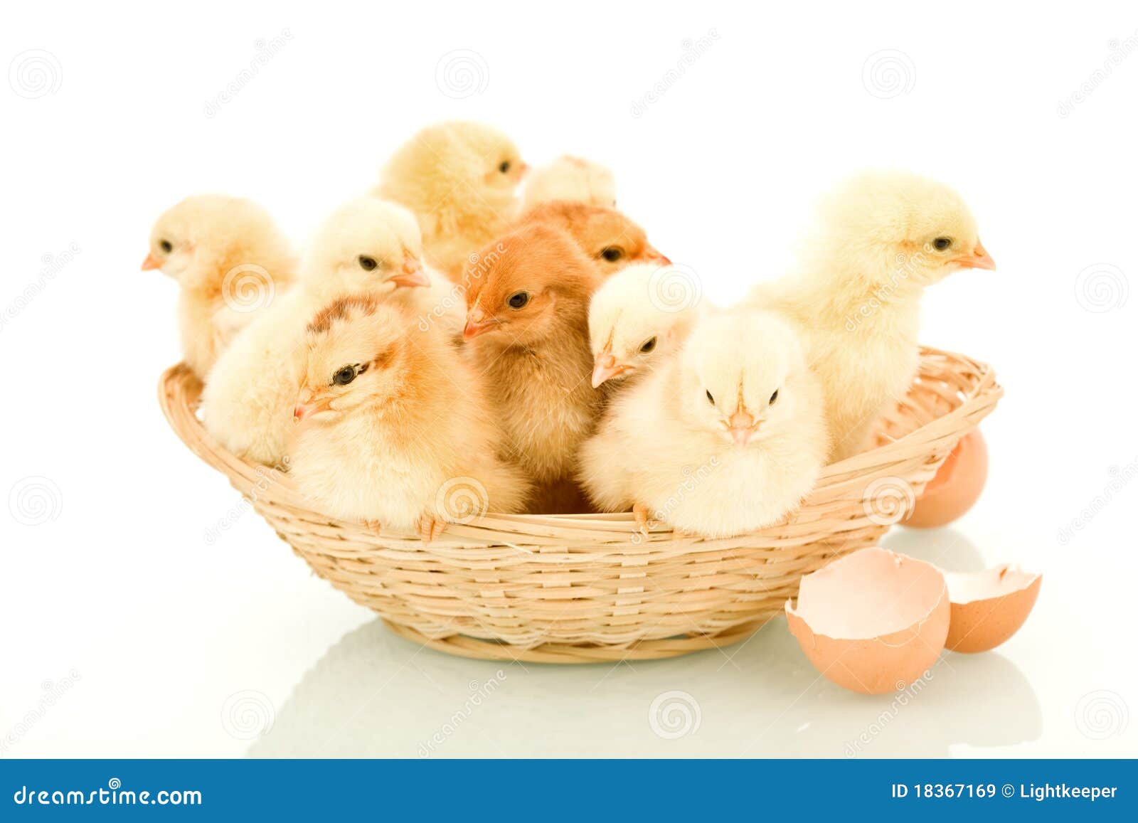 A Basketful of Fluffy Spring Chickens Stock Image - Image of spring ...