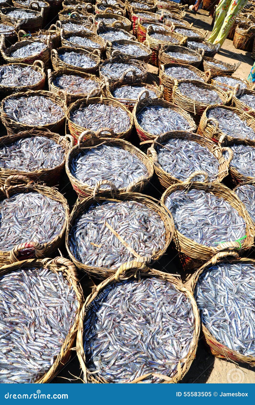 Baskets of anchovy fish stock image. Image of bumper - 55583505