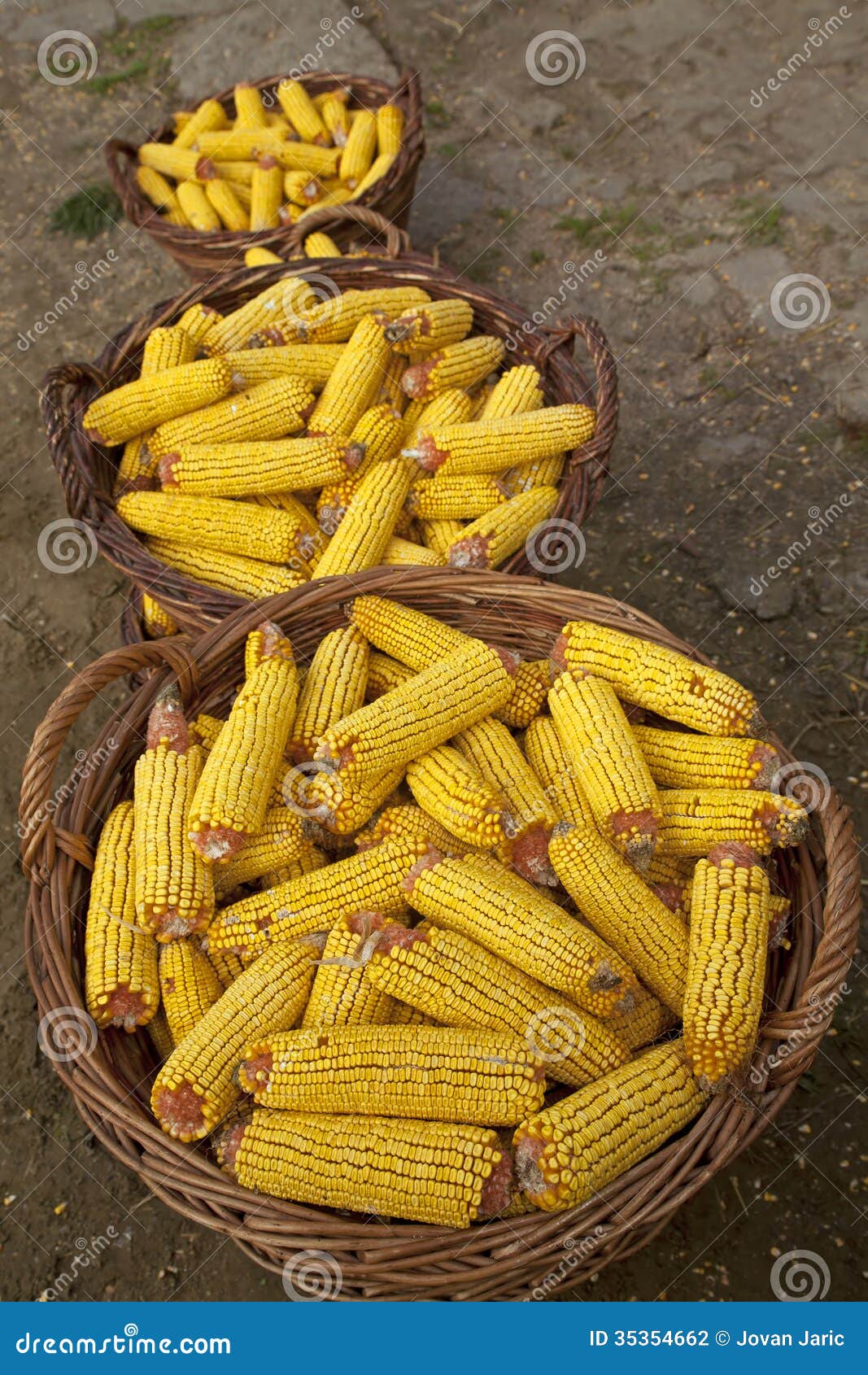 Baskets with corn cobs stock photo. Image of corn, outdoors - 35354662
