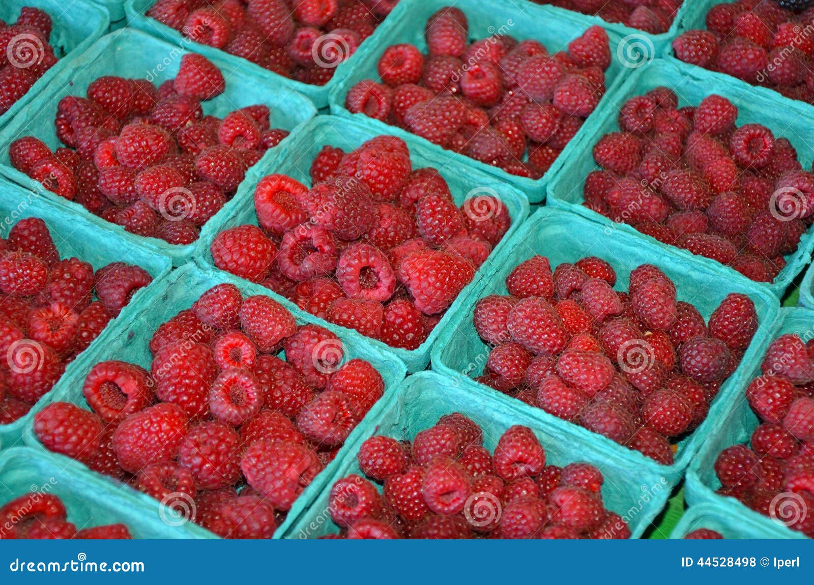 Baskets of Fresh Red Raspberries Stock Photo - Image of agriculture ...