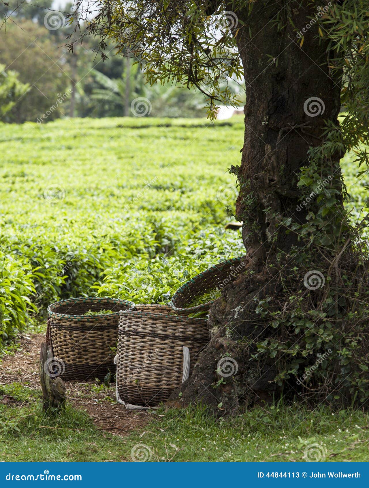 Baskets Full of Freshly Picked Tea Stock Image - Image of garden, herb ...