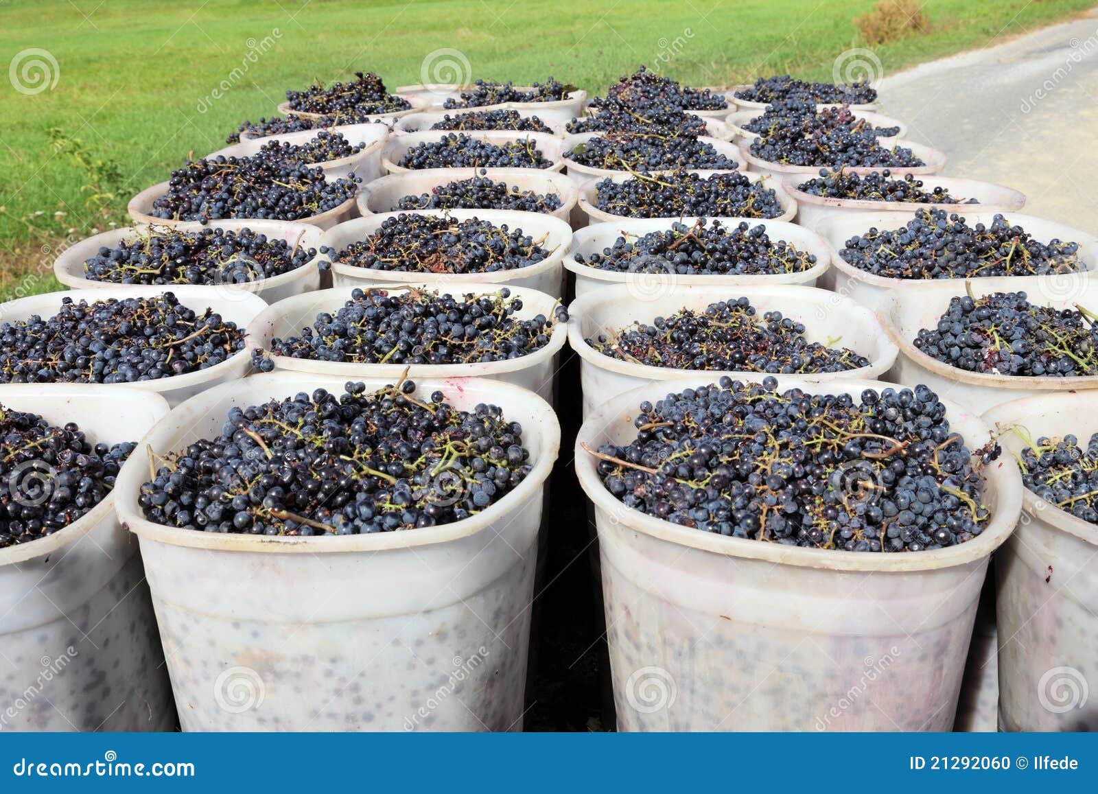 Baskets of Grapes stock photo. Image of produce, cluster - 21292060