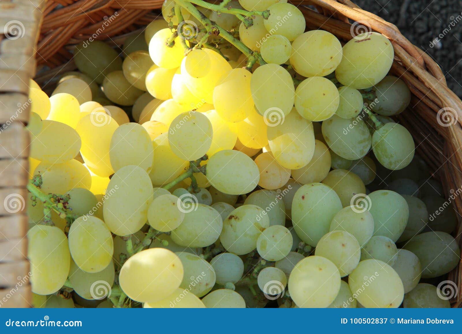 Baskets with grapes stock image. Image of nature, healthy - 100502837