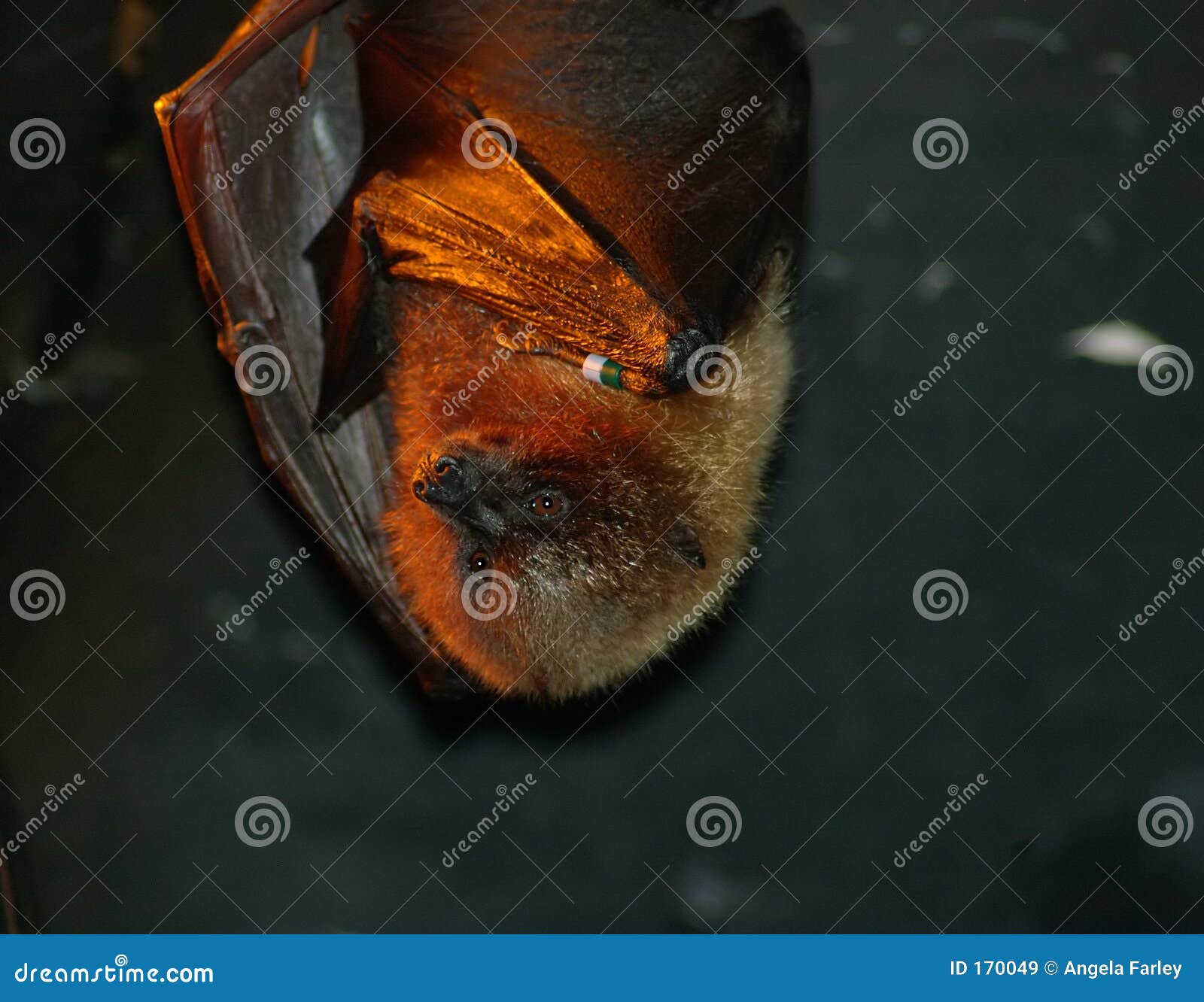Basking Bat stock image. Image of fruit, food, night, blind - 170049