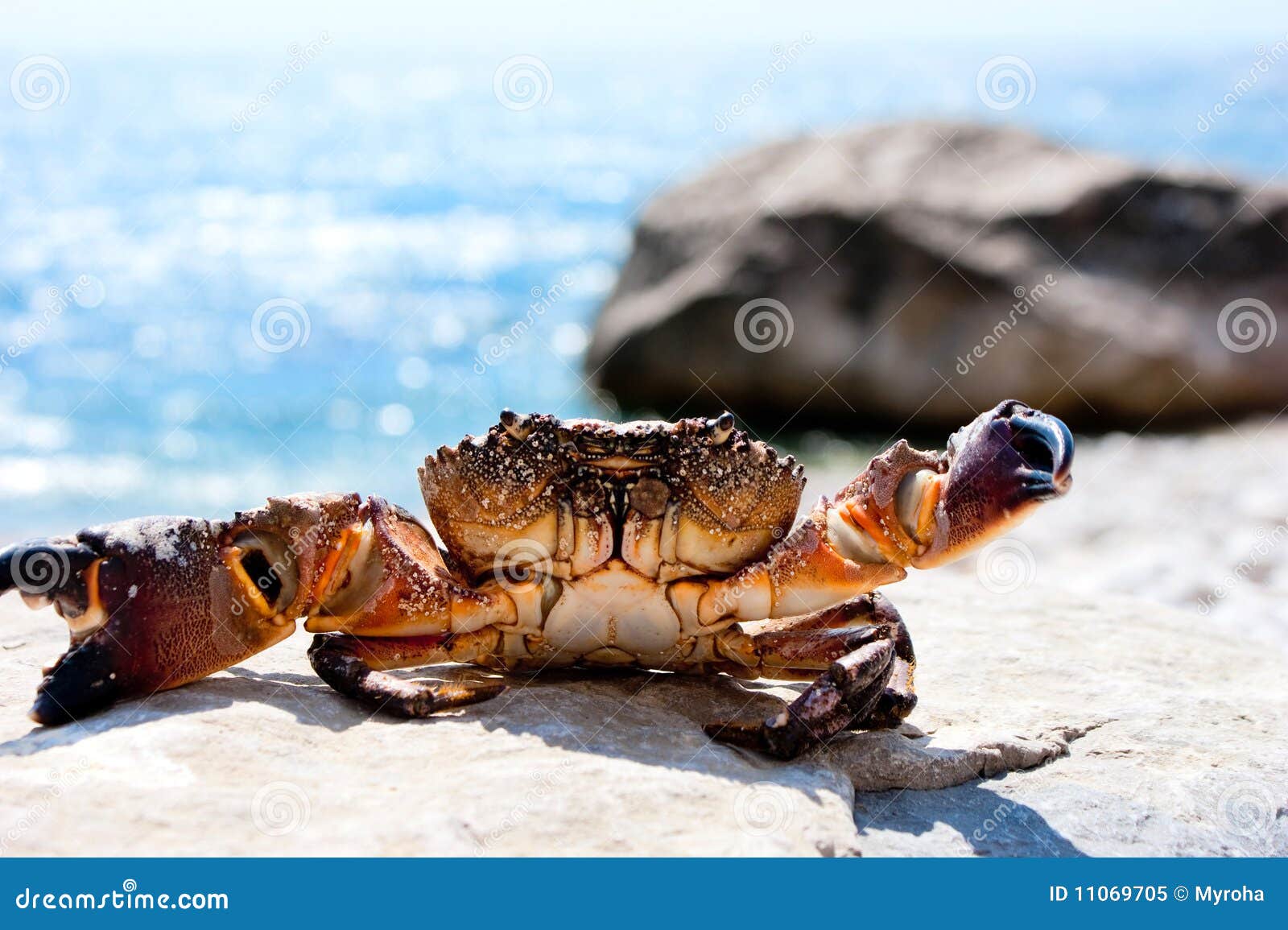 Basking crab stock image. Image of coral, background - 11069705