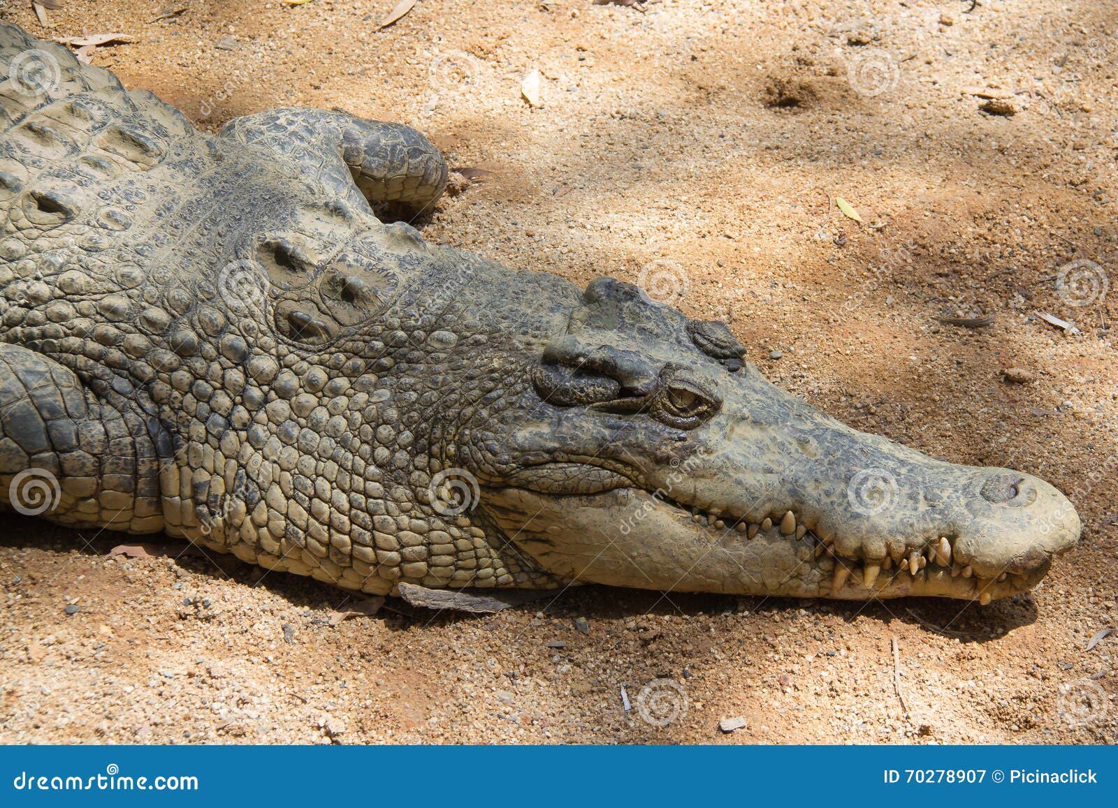 Basking Crocodile stock image. Image of cairns, tropical - 70278907