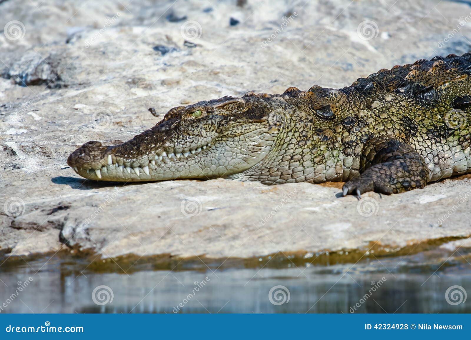 Basking crocodile stock photo. Image of crocodylus, mouth - 42324928