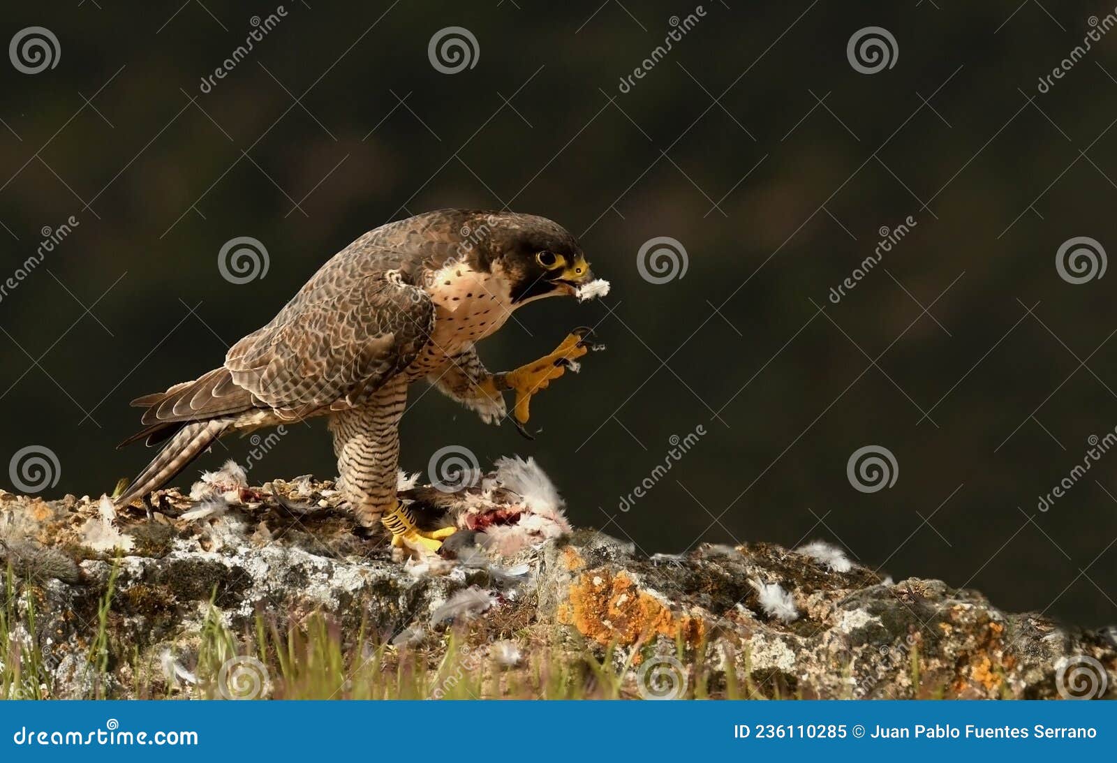 Basking Falcon Stock Photos - Free & Royalty-Free Stock Photos from ...