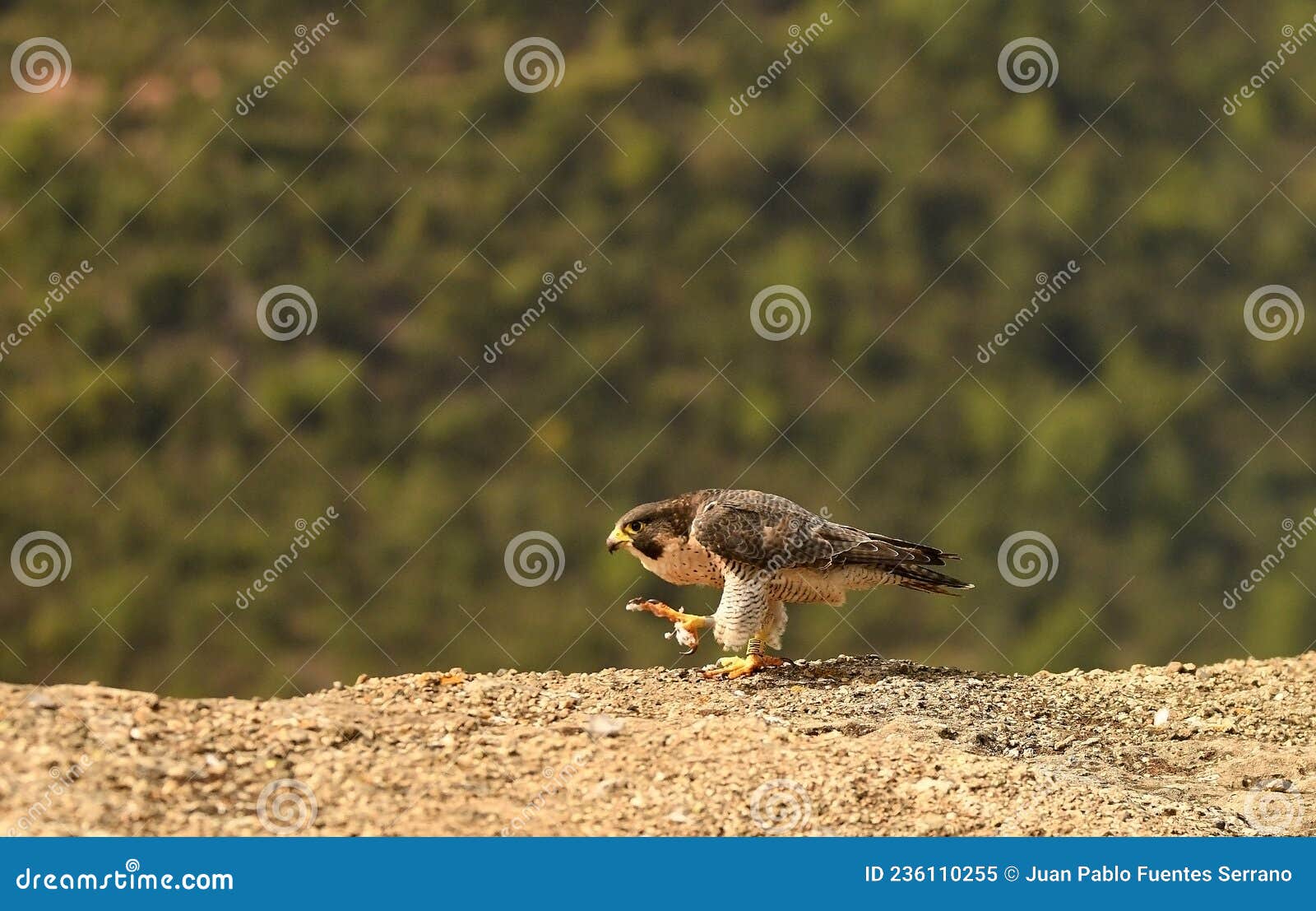 Basking Falcon Rests on the Rock Stock Image - Image of falcon, city ...