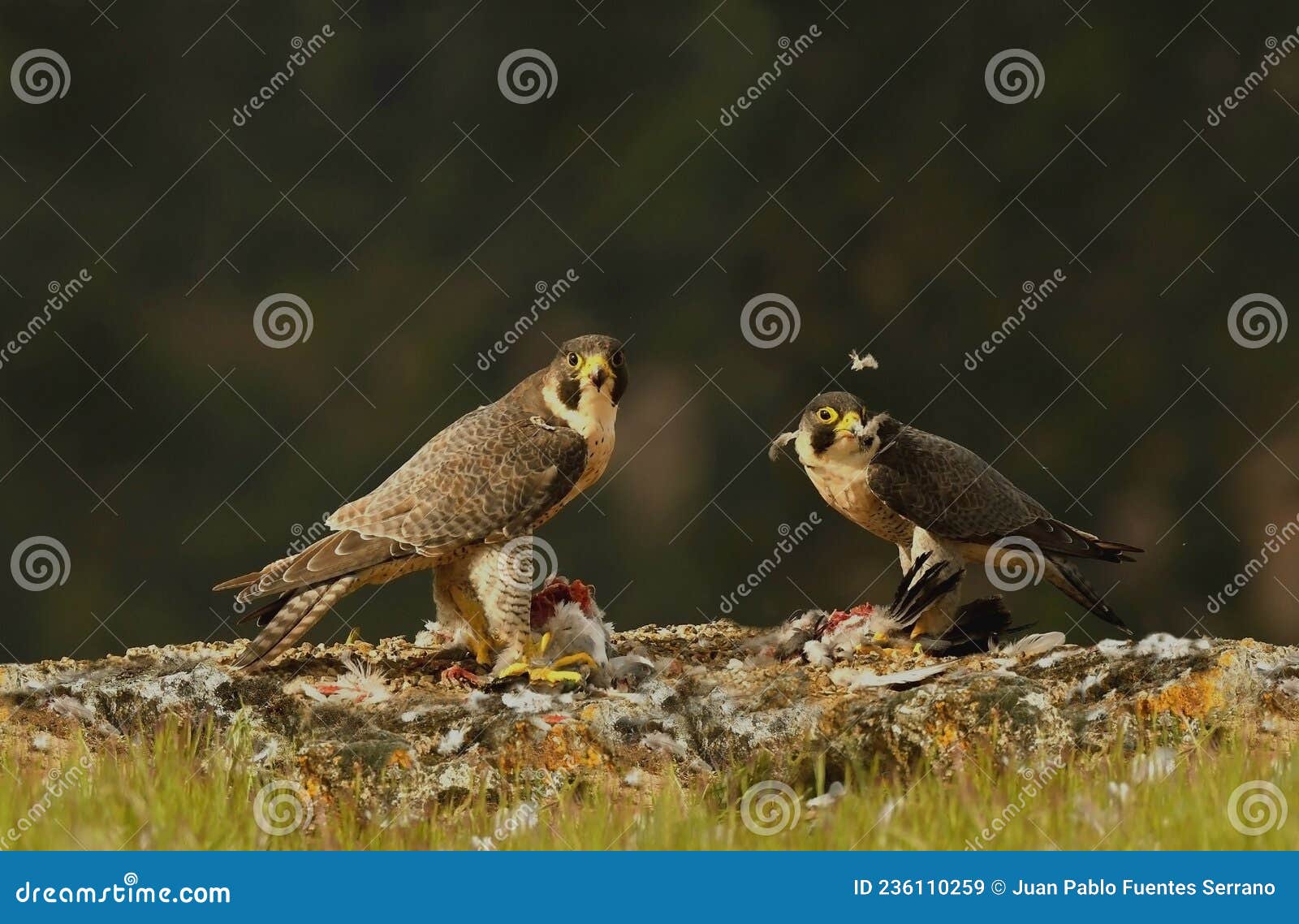 A Basking Falcon Rests on the Rock Stock Image - Image of kingfisher ...