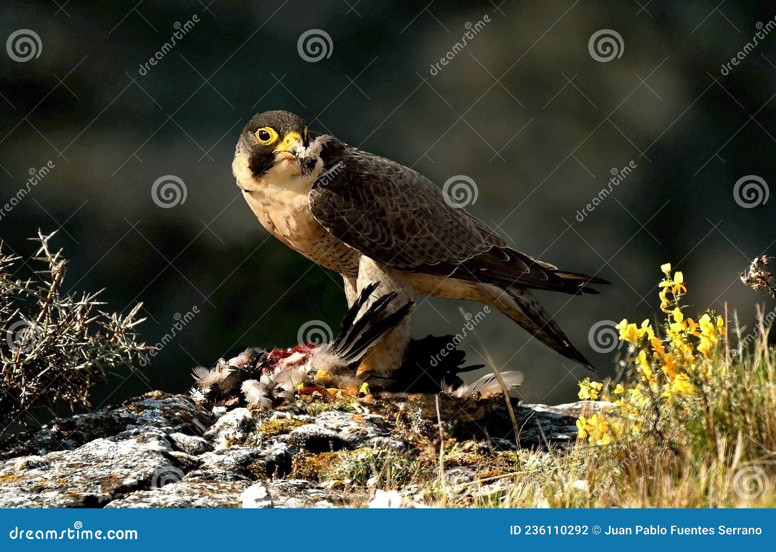 Falcon Rests on the Rock with a Prey Stock Photo - Image of alas ...