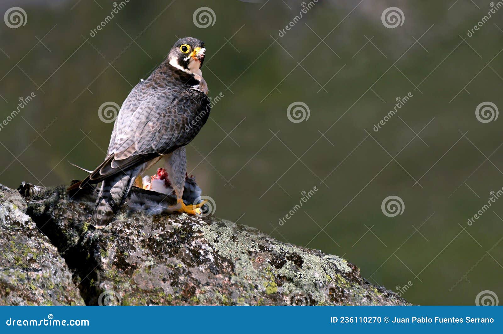 A Basking Falcon Rests on the Rock Stock Photo - Image of crow, backlit ...