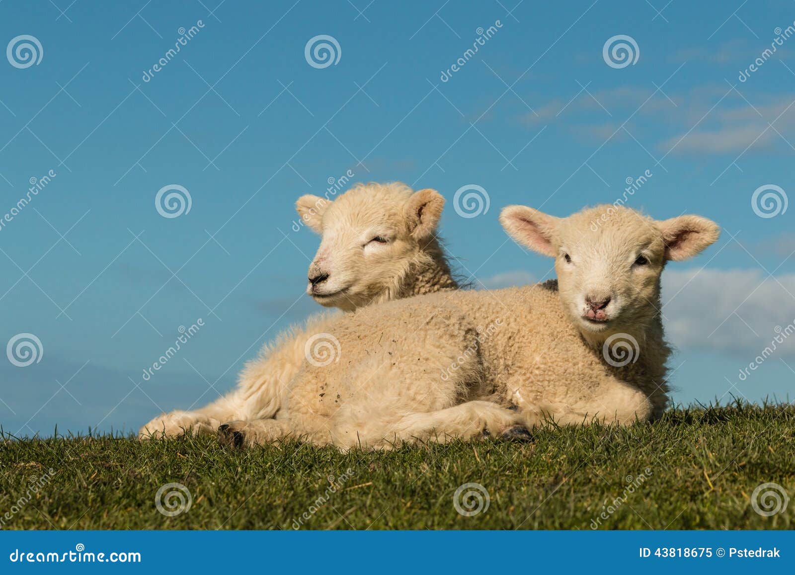Basking Lambs Against Blue Sky Stock Image - Image of sunbathing ...