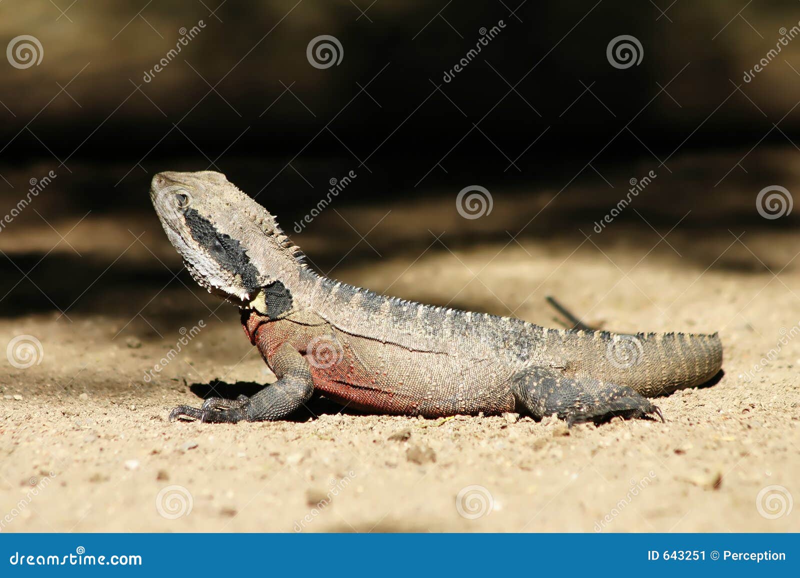 Basking lizard stock image. Image of ground, wildlife, animal - 643251