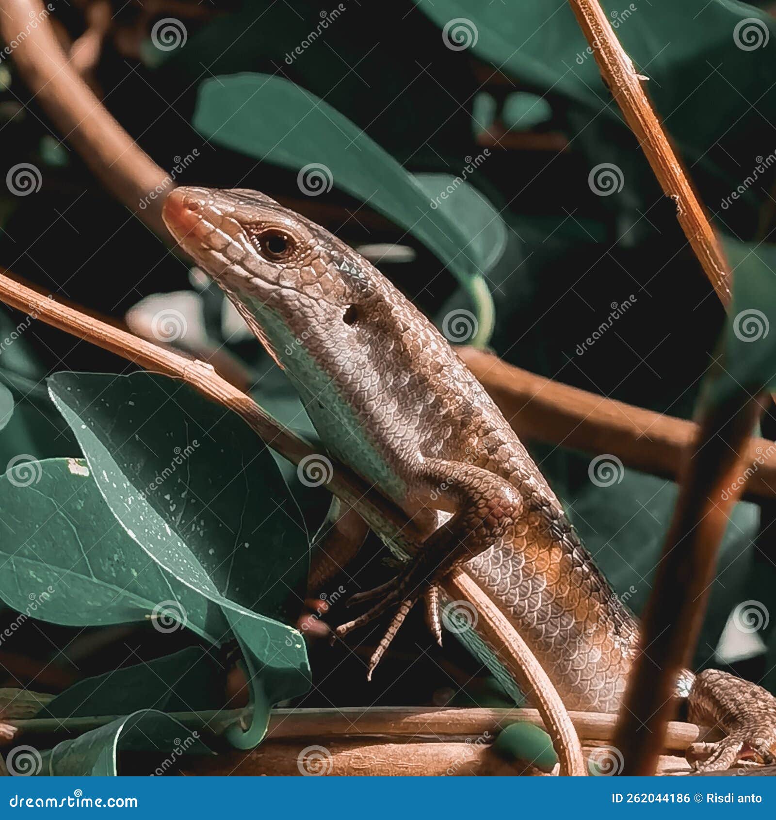 Basking lizard stock photo. Image of basking, morning - 262044186