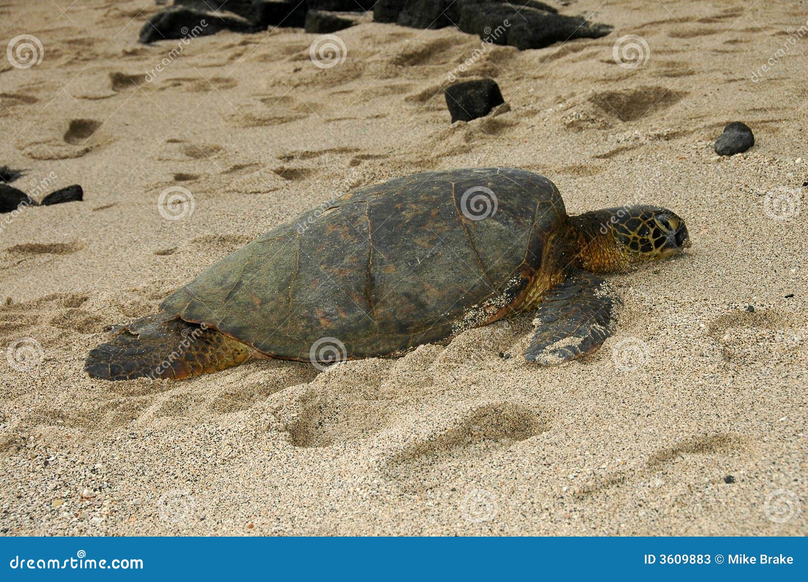 Basking Sea Turtle stock image. Image of seaturtle, resting - 3609883