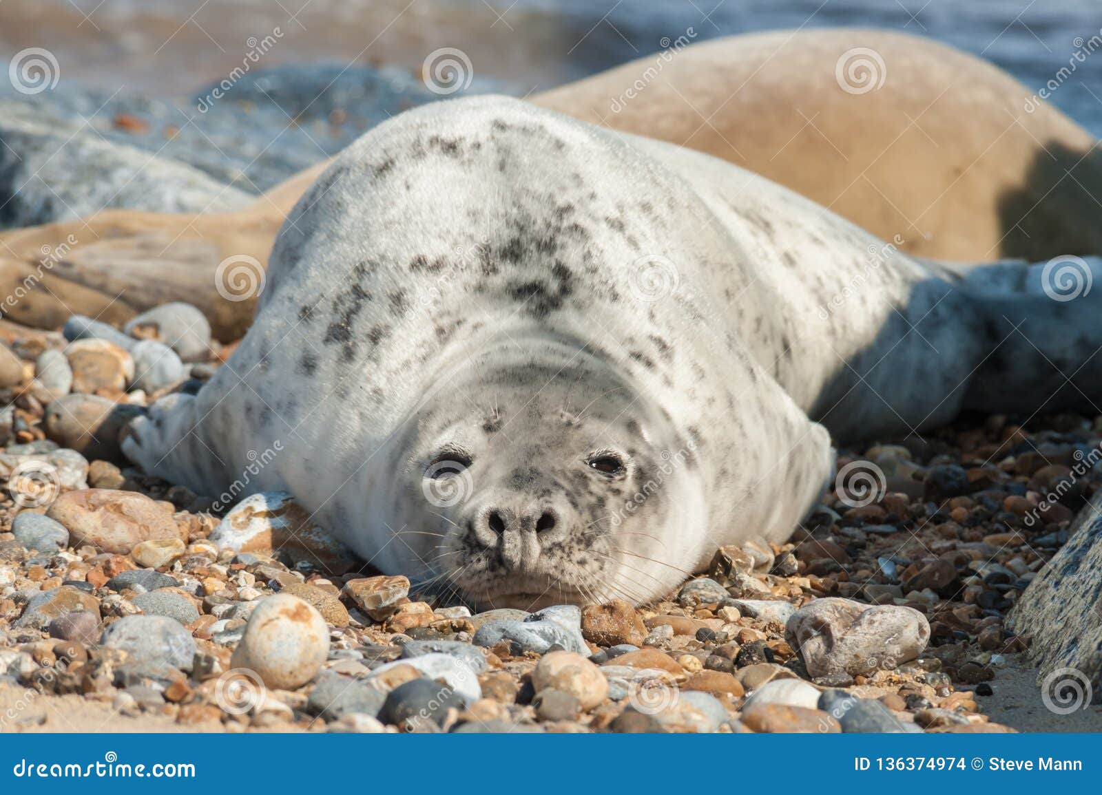 Basking seal on a beach stock photo. Image of nose, animals - 136374974