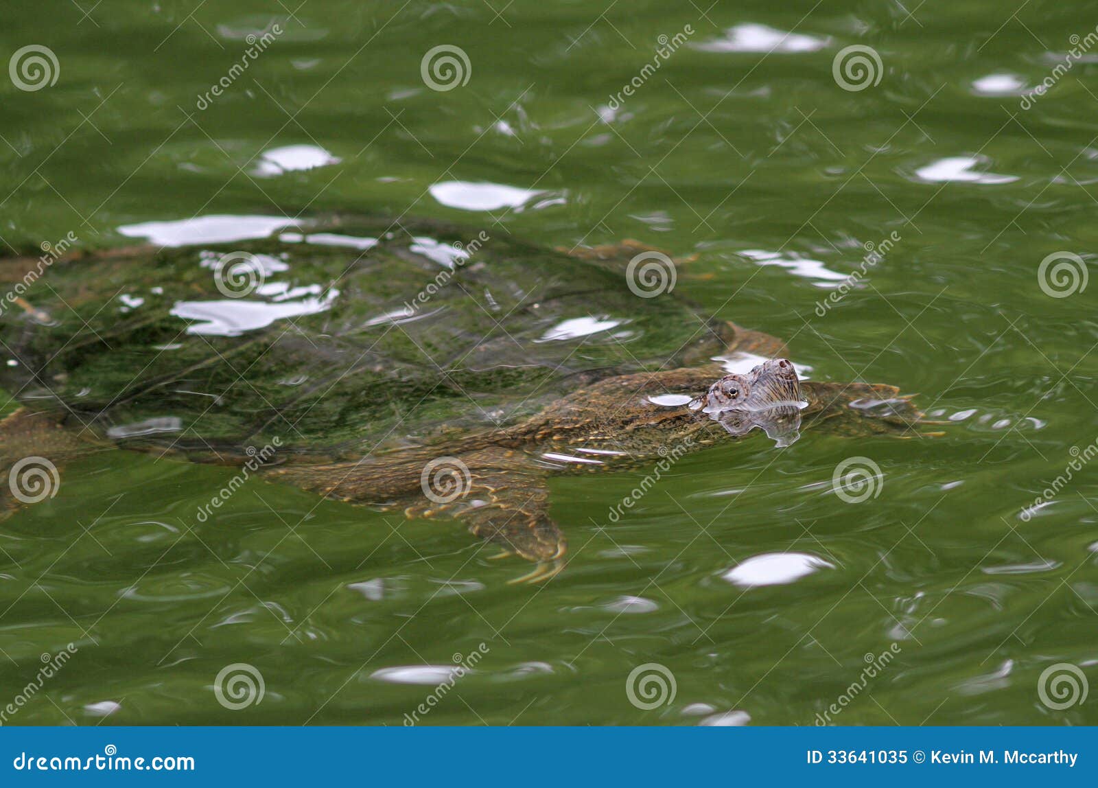 Basking Snapping Turtle stock image. Image of prehistoric - 33641035