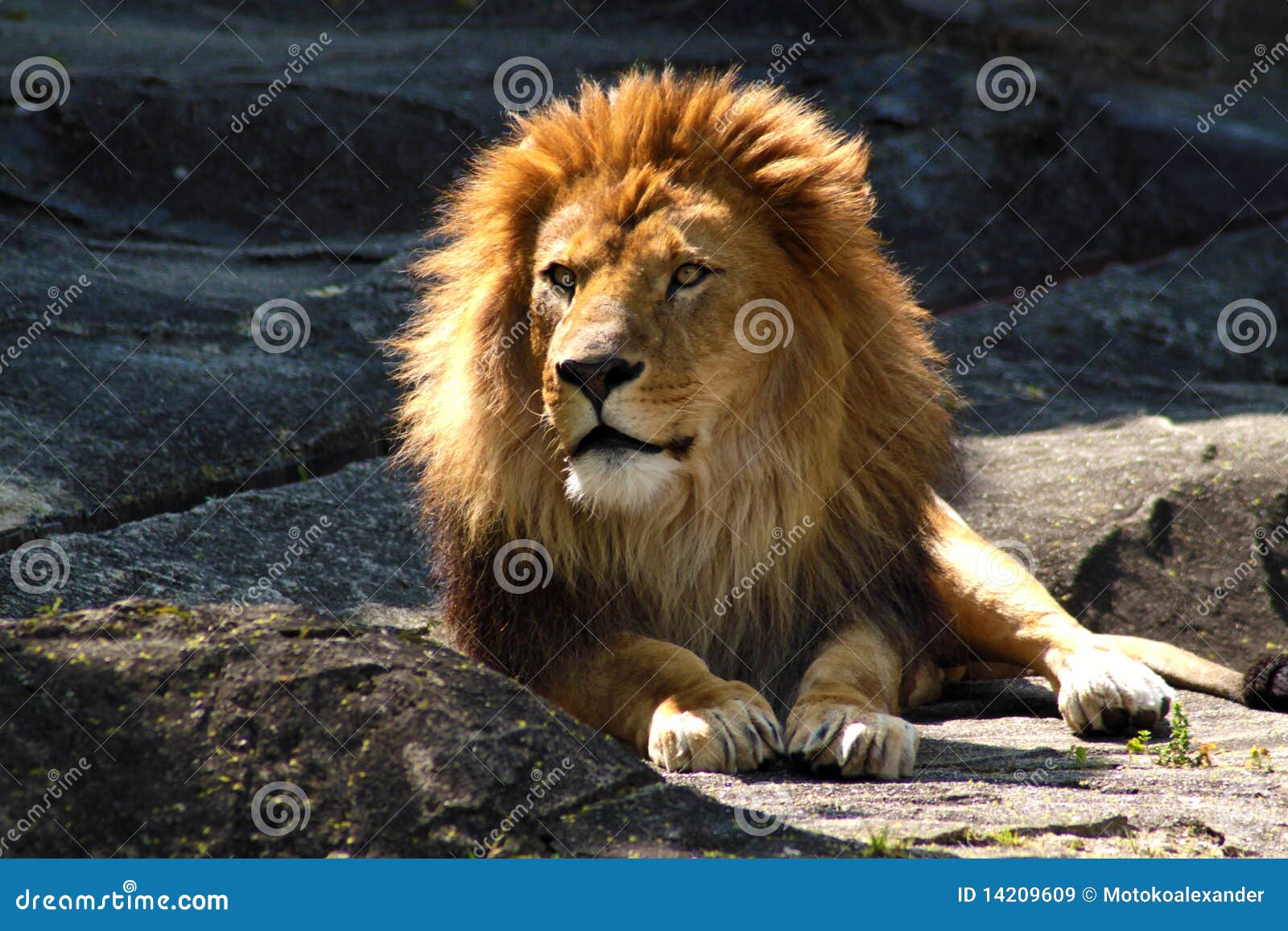 Basking in the sun stock image. Image of meat, lion, eating - 14209609
