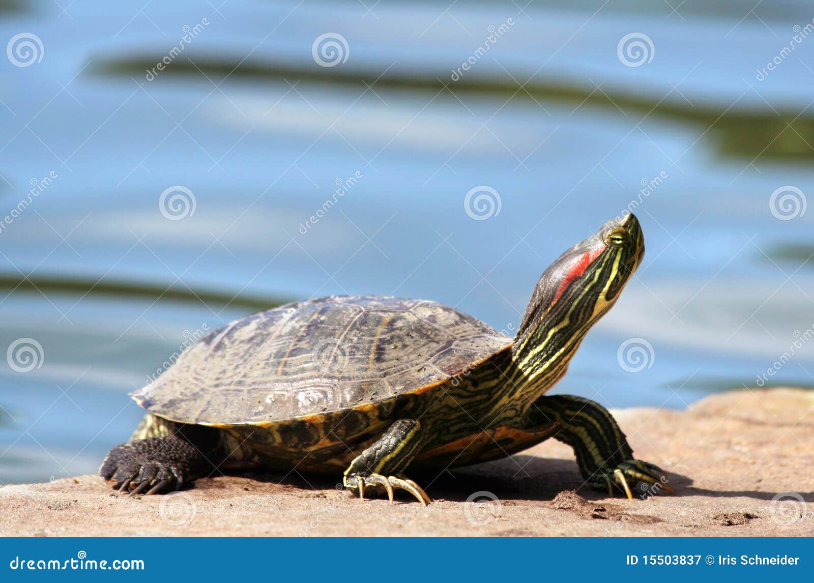 Basking in the sun stock image. Image of animal, blue - 15503837