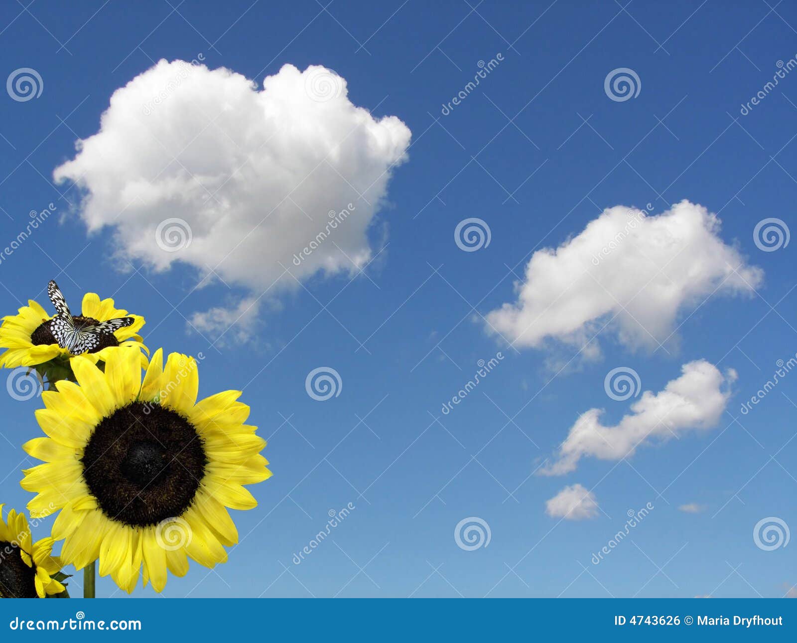 Basking In The Sun Royalty Free Stock Image - Image: 4743626