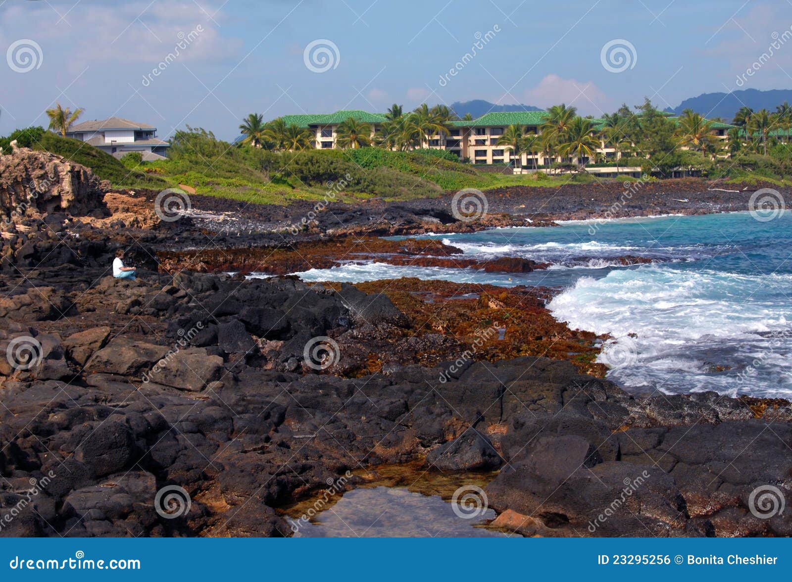 Basking in Tropical Sunshine Stock Photo - Image of hawaii, colorful ...